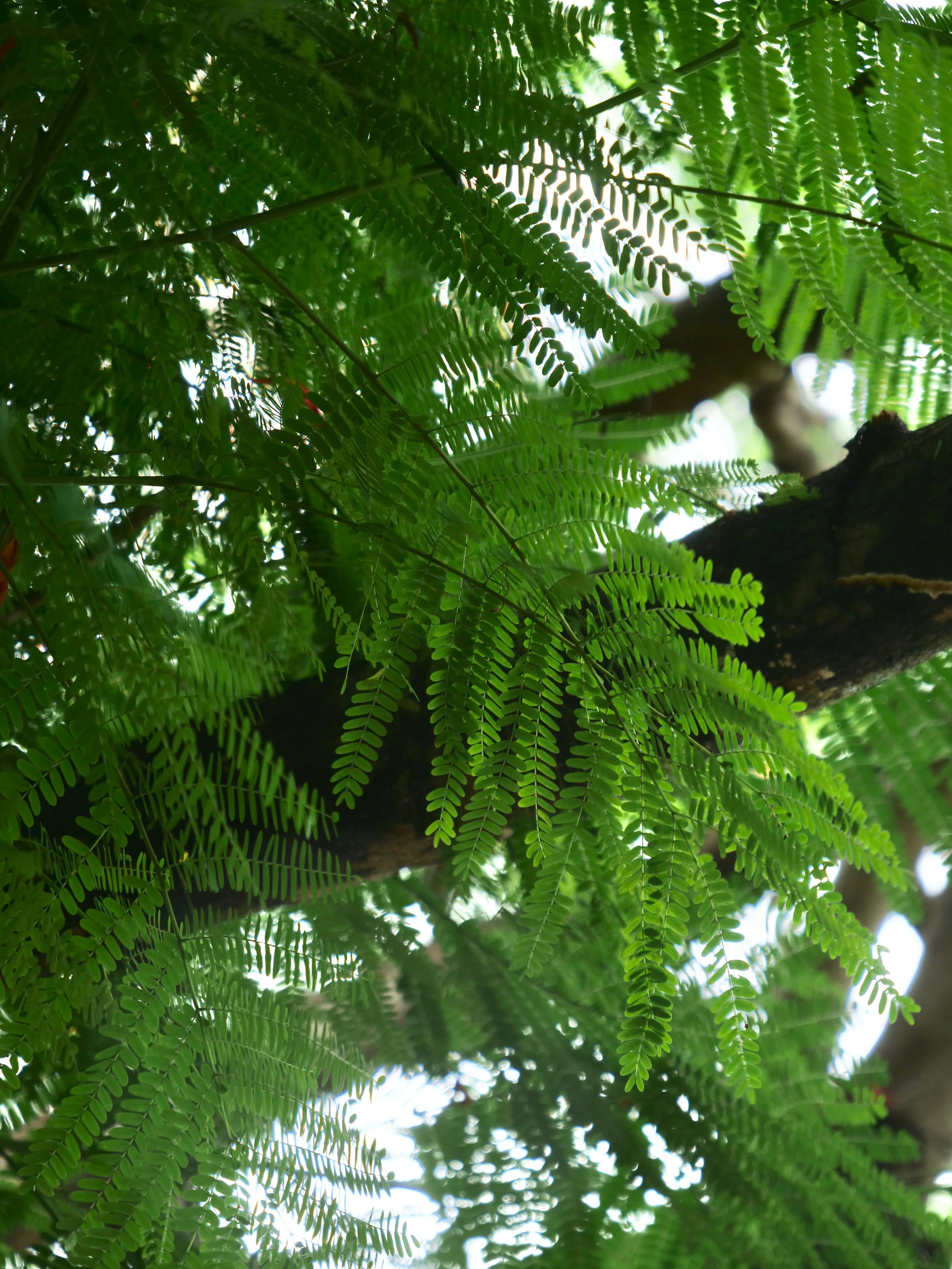 Emerald Canopy: Frond Geometry in Gentle Backlight