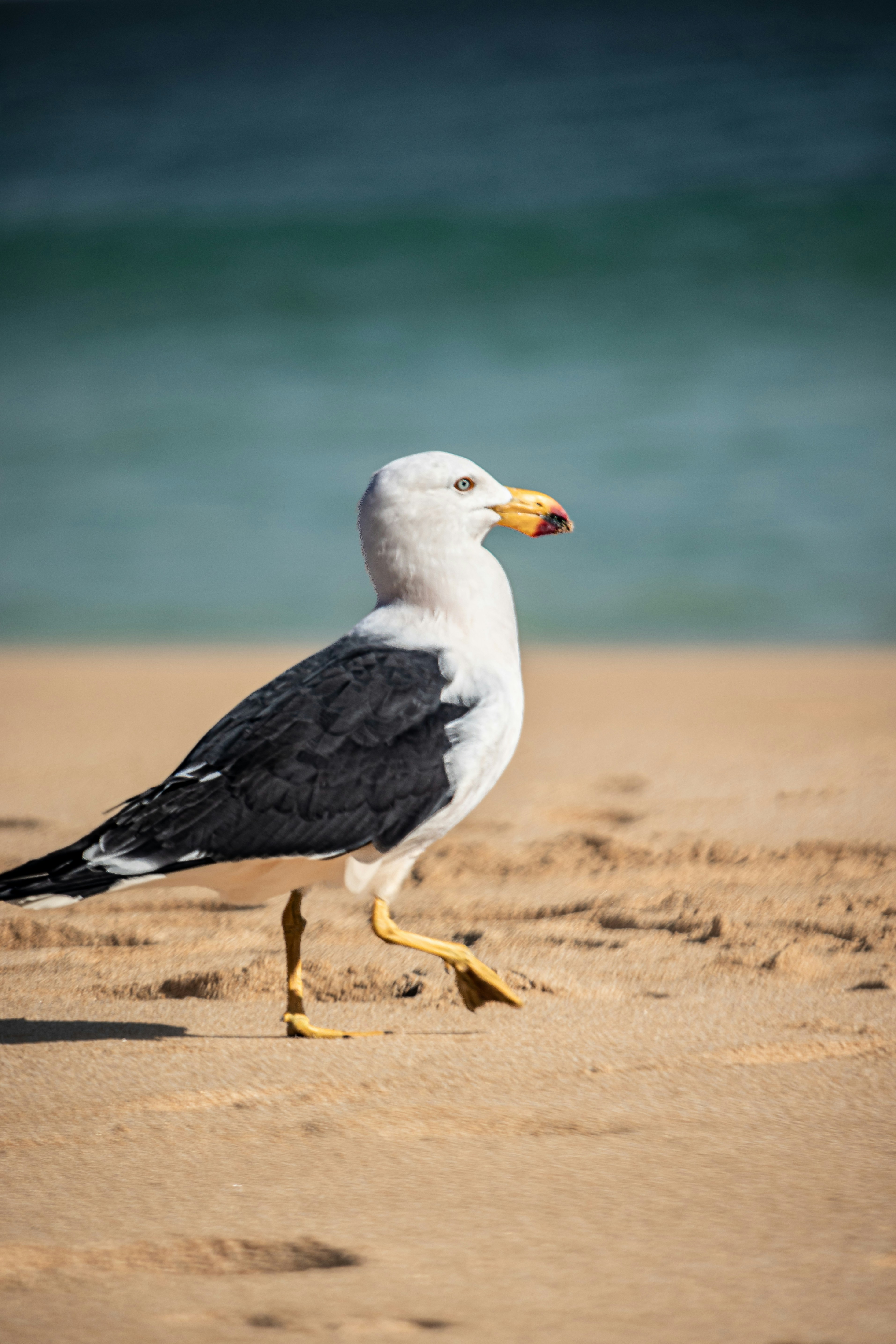 A seagull standing on the sand of a beach photo – Free Animal Image on ...