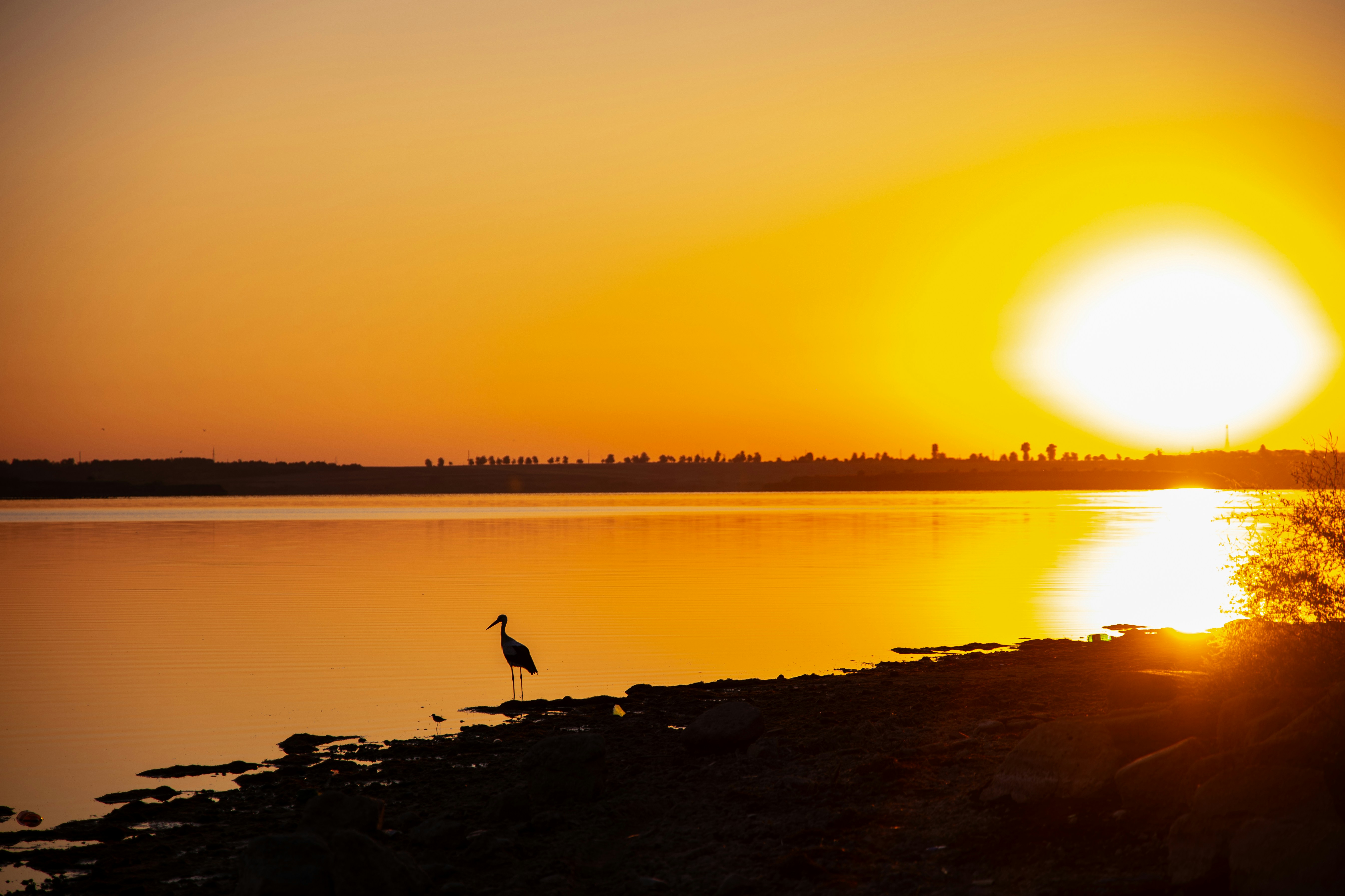 Thank you for using this image on your website or in your article. We would be grateful if you would use photo credit in the footer of the image with a link to our website www.sulyokimaging.ro .