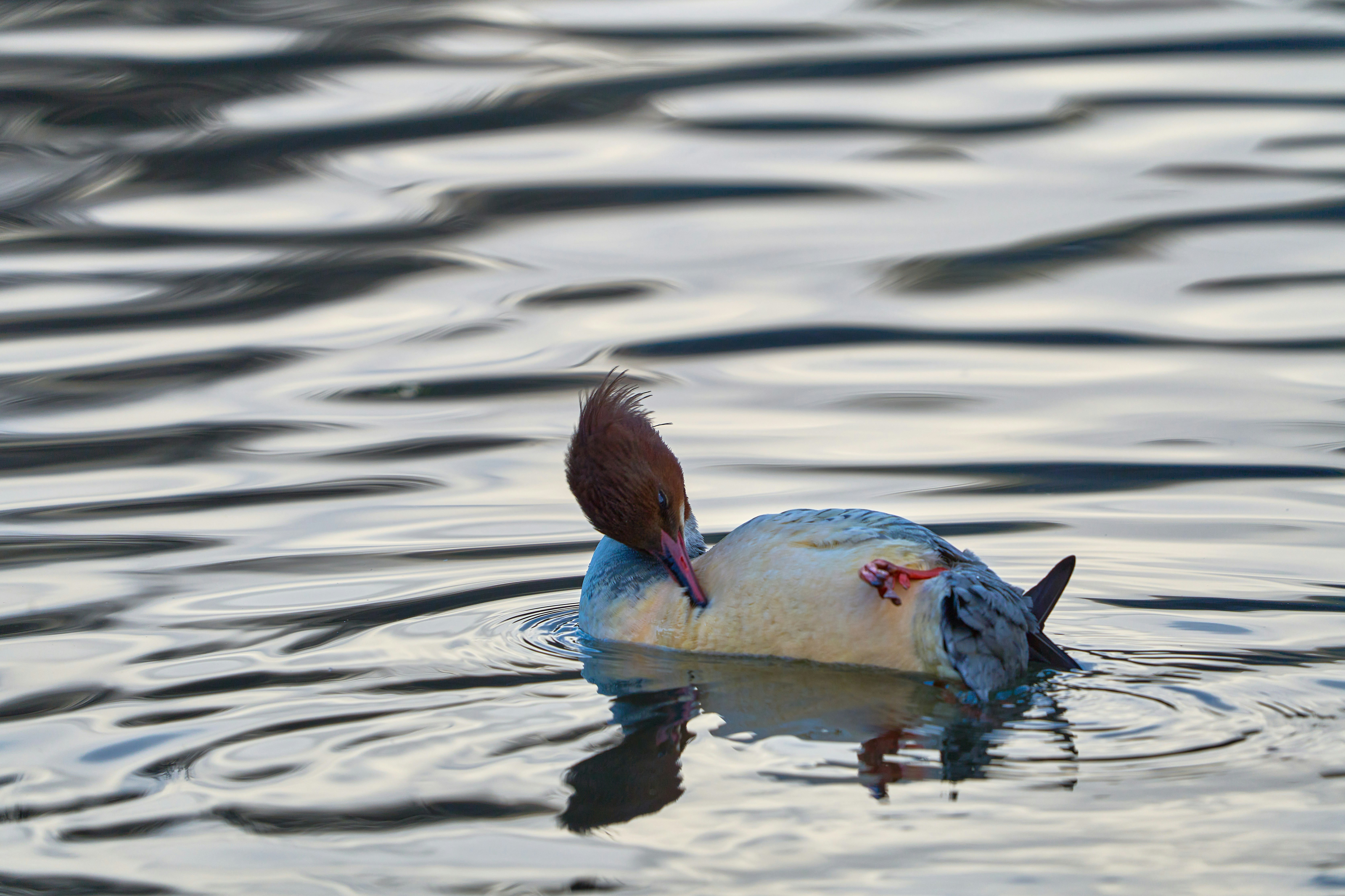 Drowned Daisy: A Grebe and a Tied Fate on Quiet Ripples