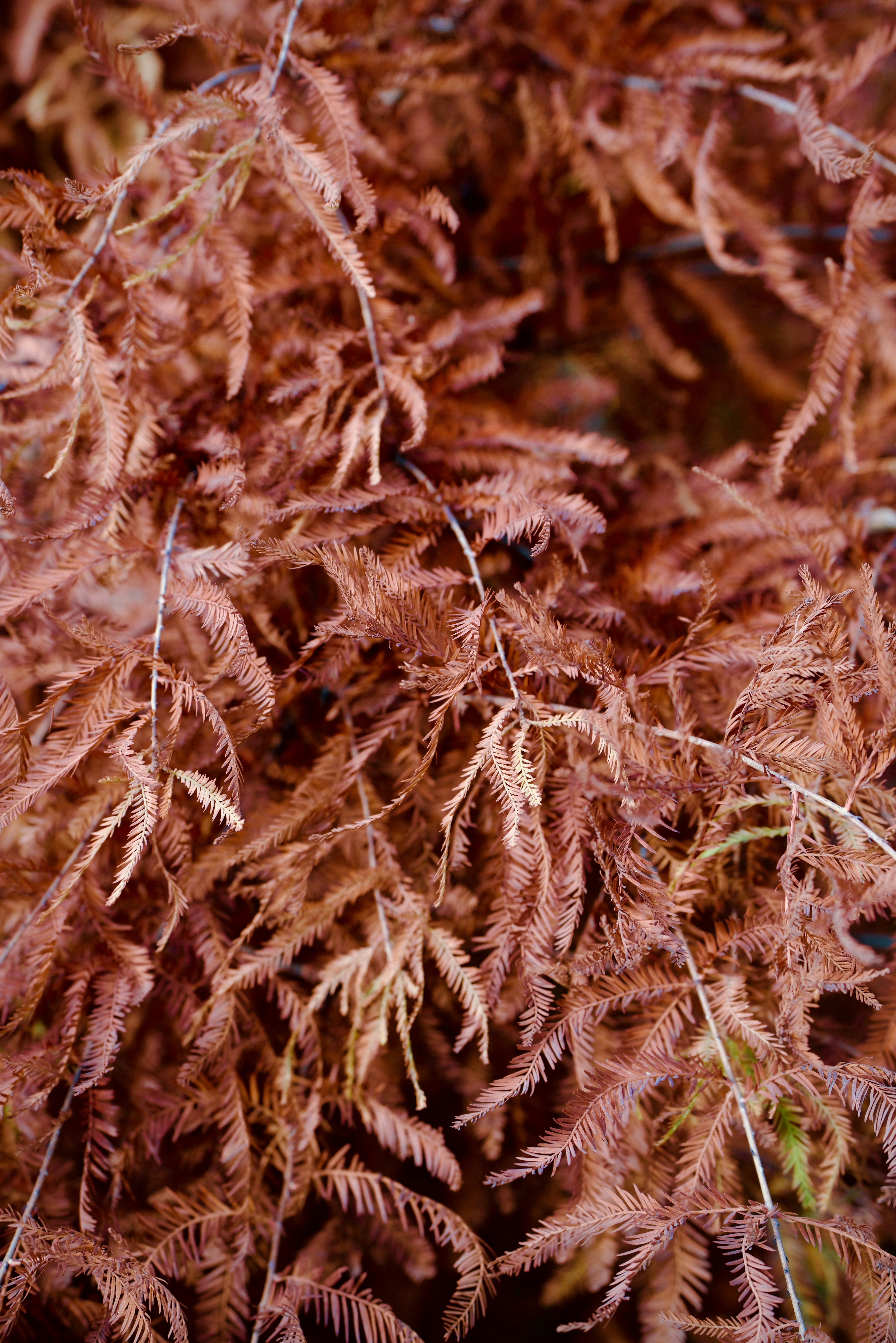 Rust Cascade: A Macro Portrait of Copper Fern Fronds