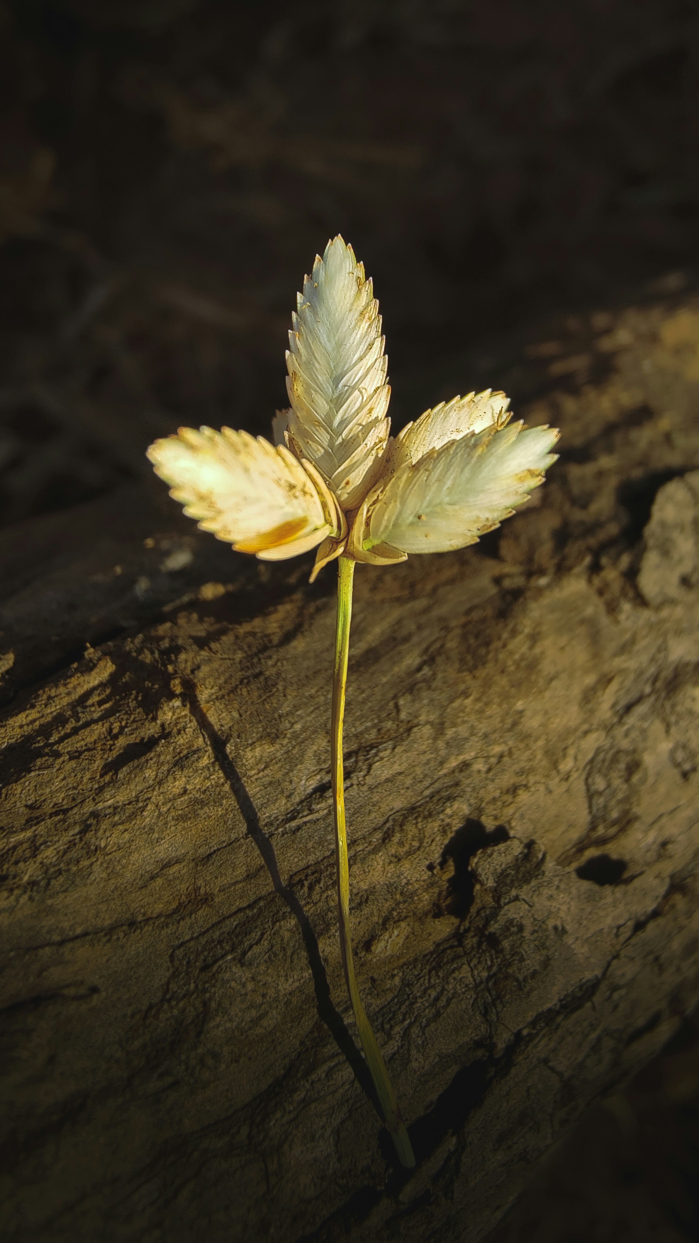 A single leaf is sitting on a piece of wood photo – Free Flower Image ...