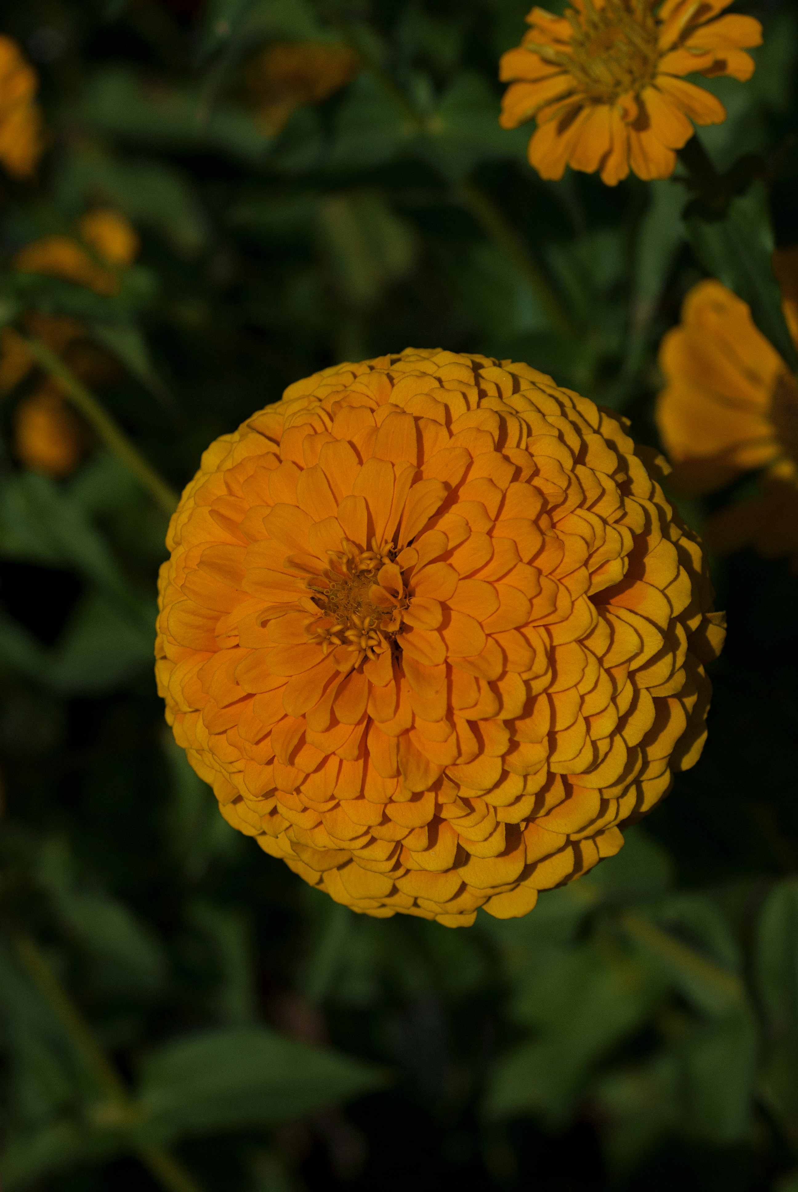 Close-Up Golden Zinnia: Petal Quilt in Warm Light