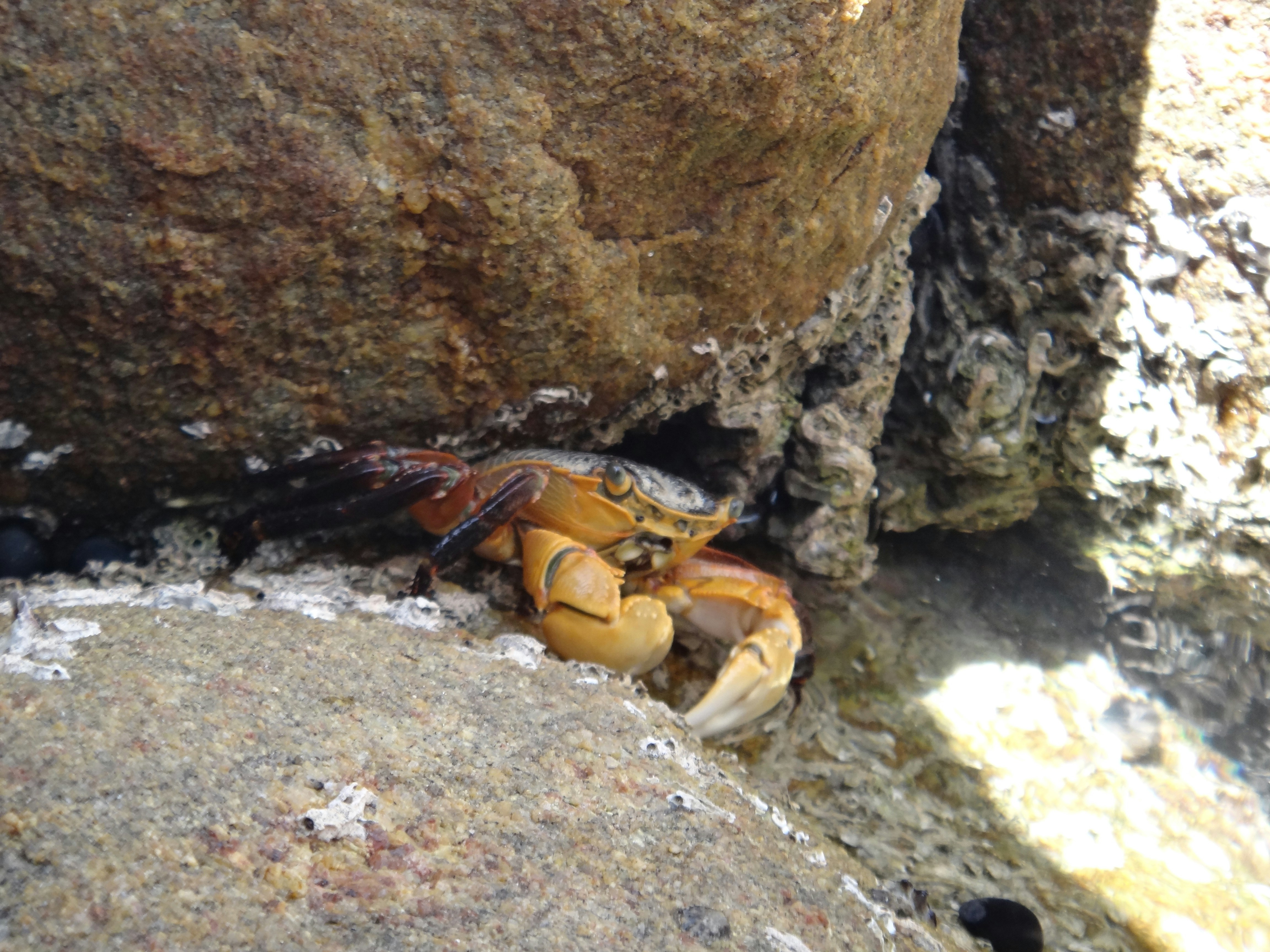 A crab crawling on a rock next to a body of water photo – Free ...