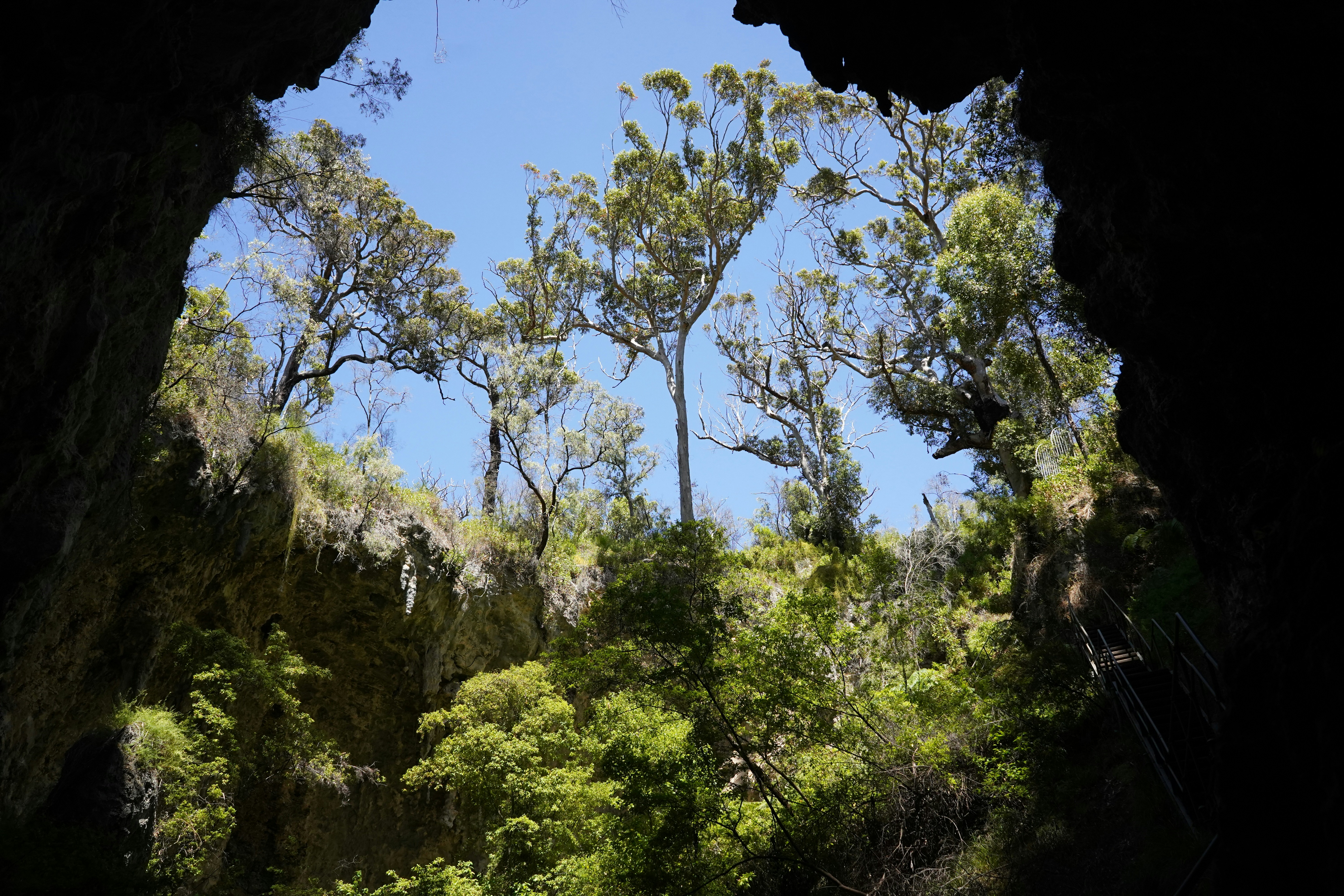 Trees at a cave opening