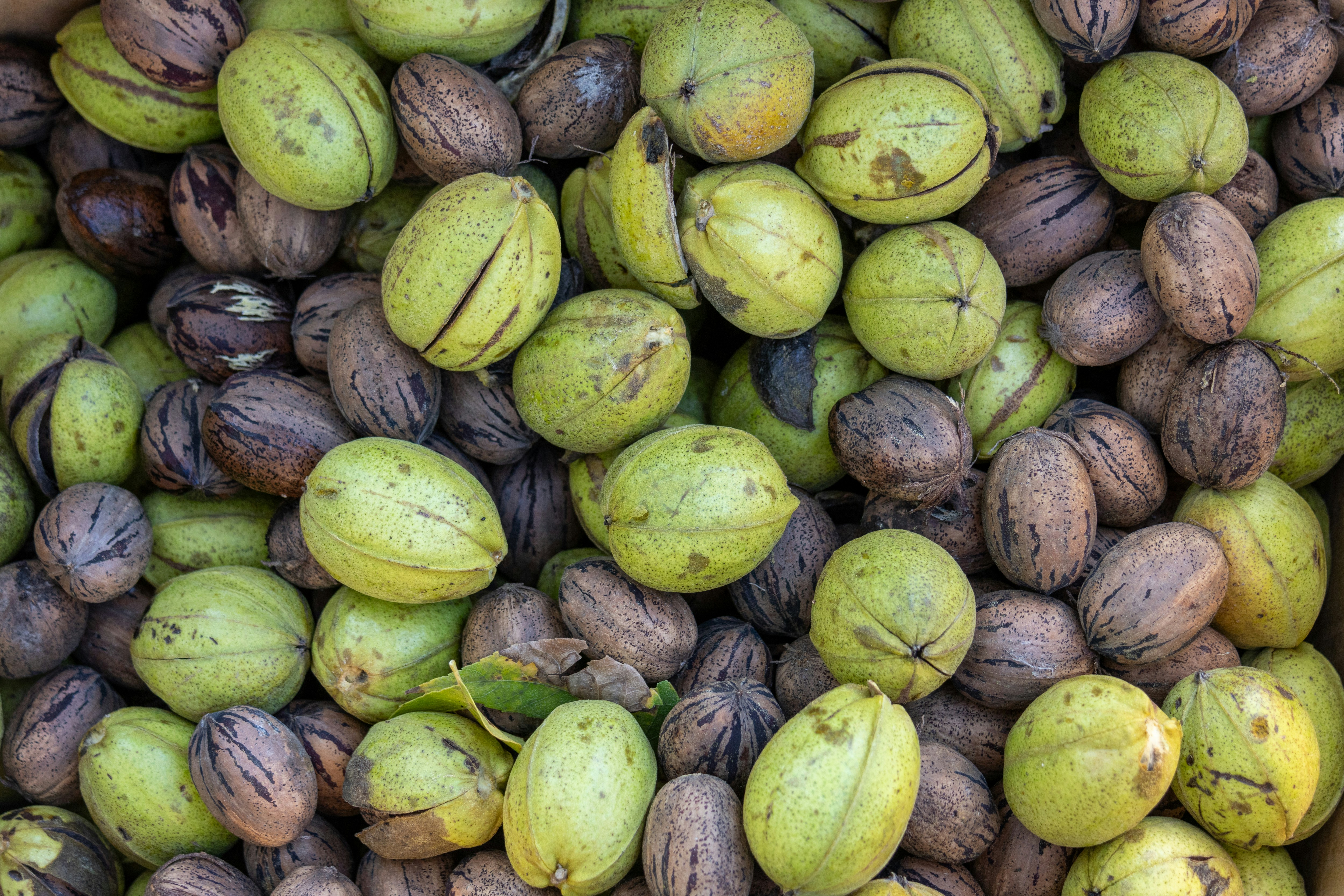 A bunch of nuts that are on a table photo – Free Fresh nuts Image on ...