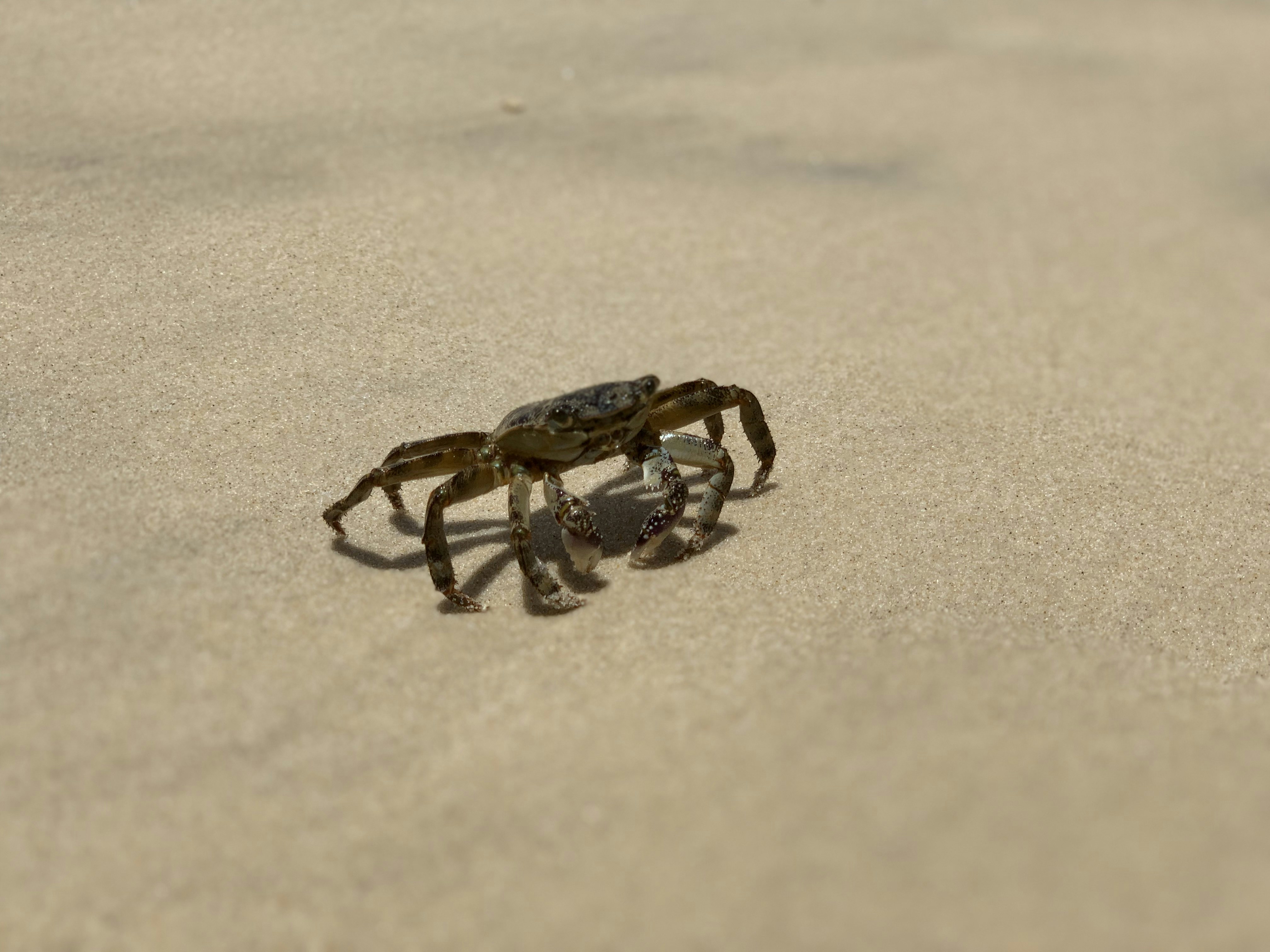 Crab on Sunlit Sand: a patient wanderer across fine beach granules