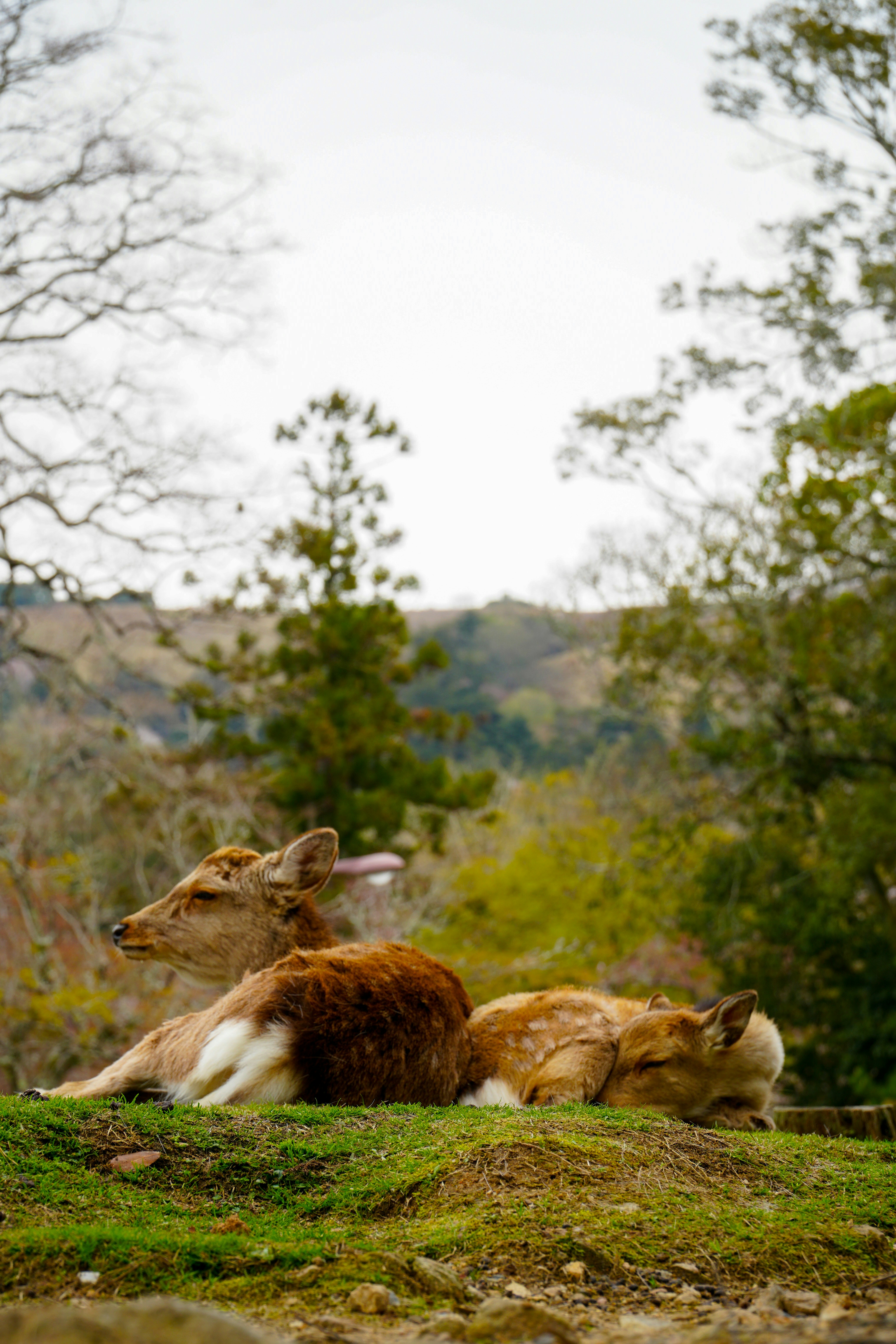 Two Deer Rest on a Rolling Ridge Beneath a Quiet Spring Forest