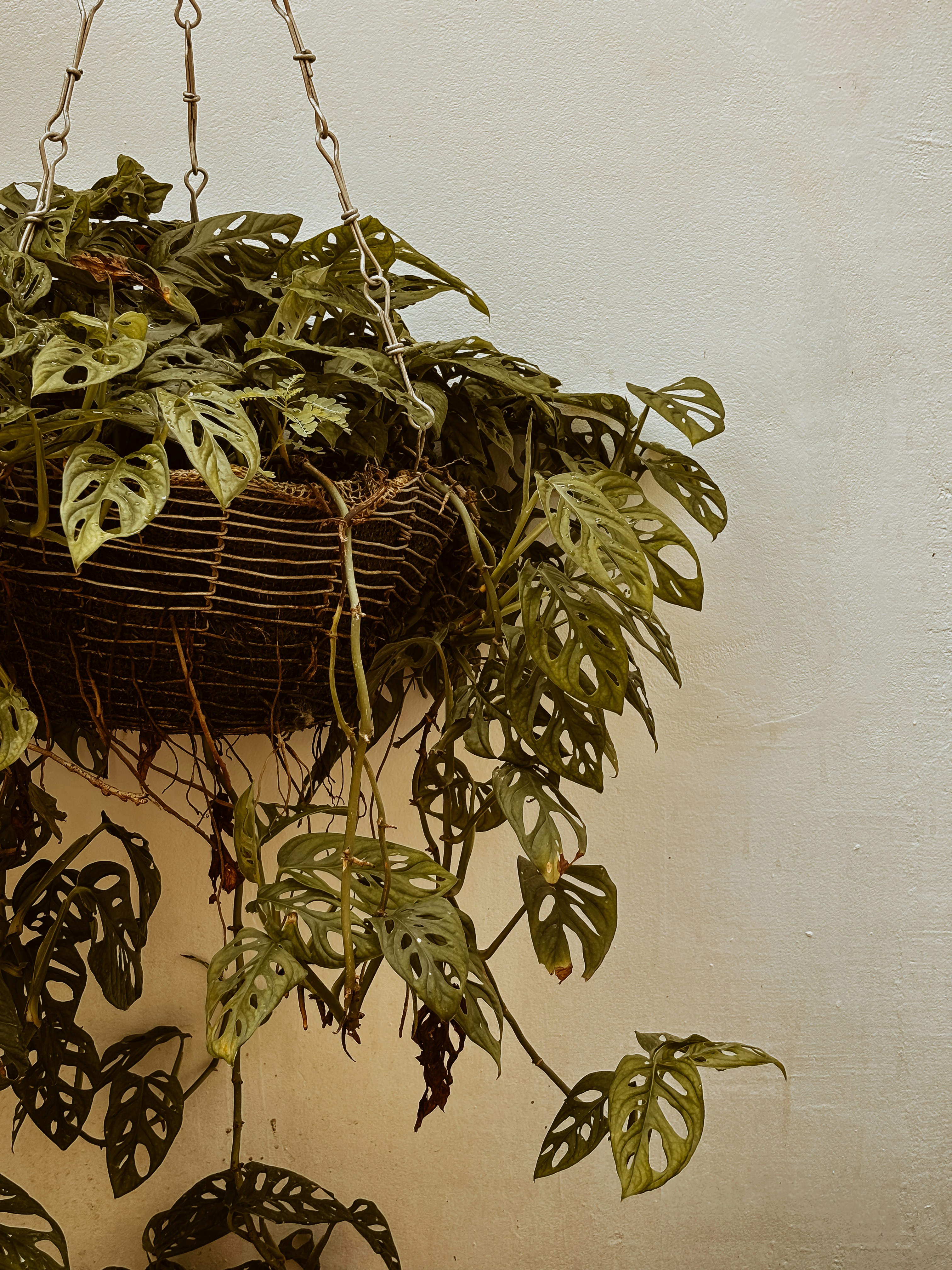 Verdant Elegance: A Hanging Oasis