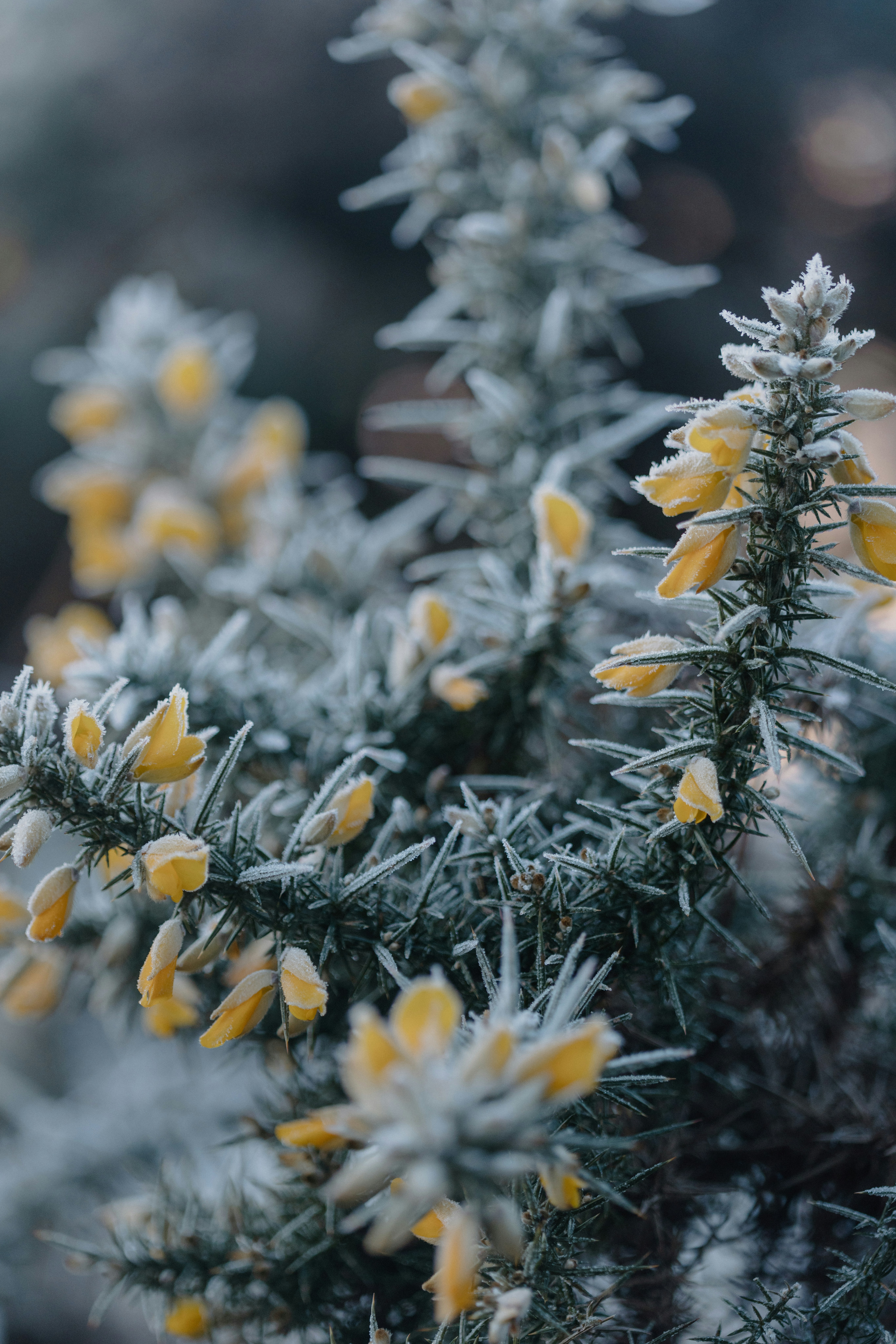 A close up of a plant with yellow flowers photo – Free Frost Image on ...