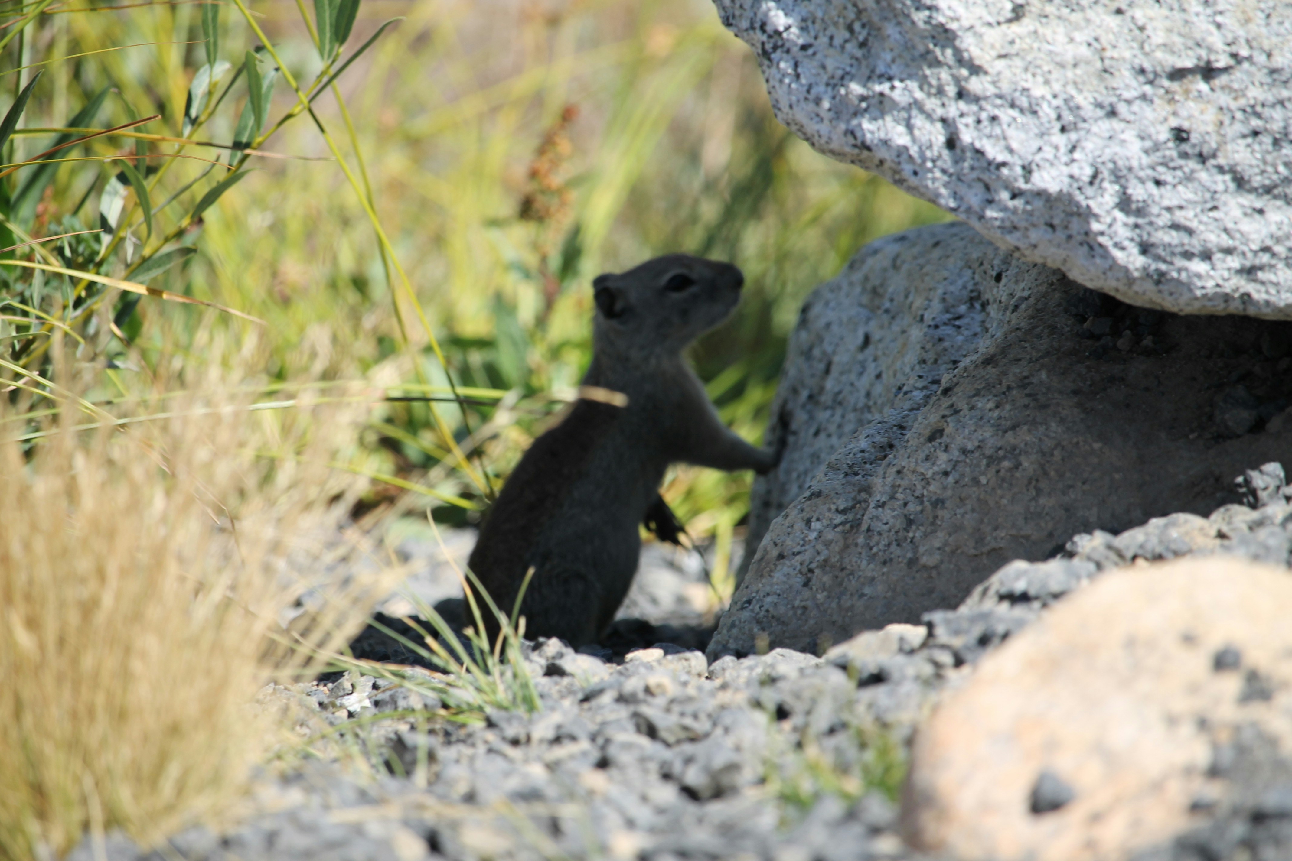 A small black animal standing on its hind legs photo – Free Yosemite ...