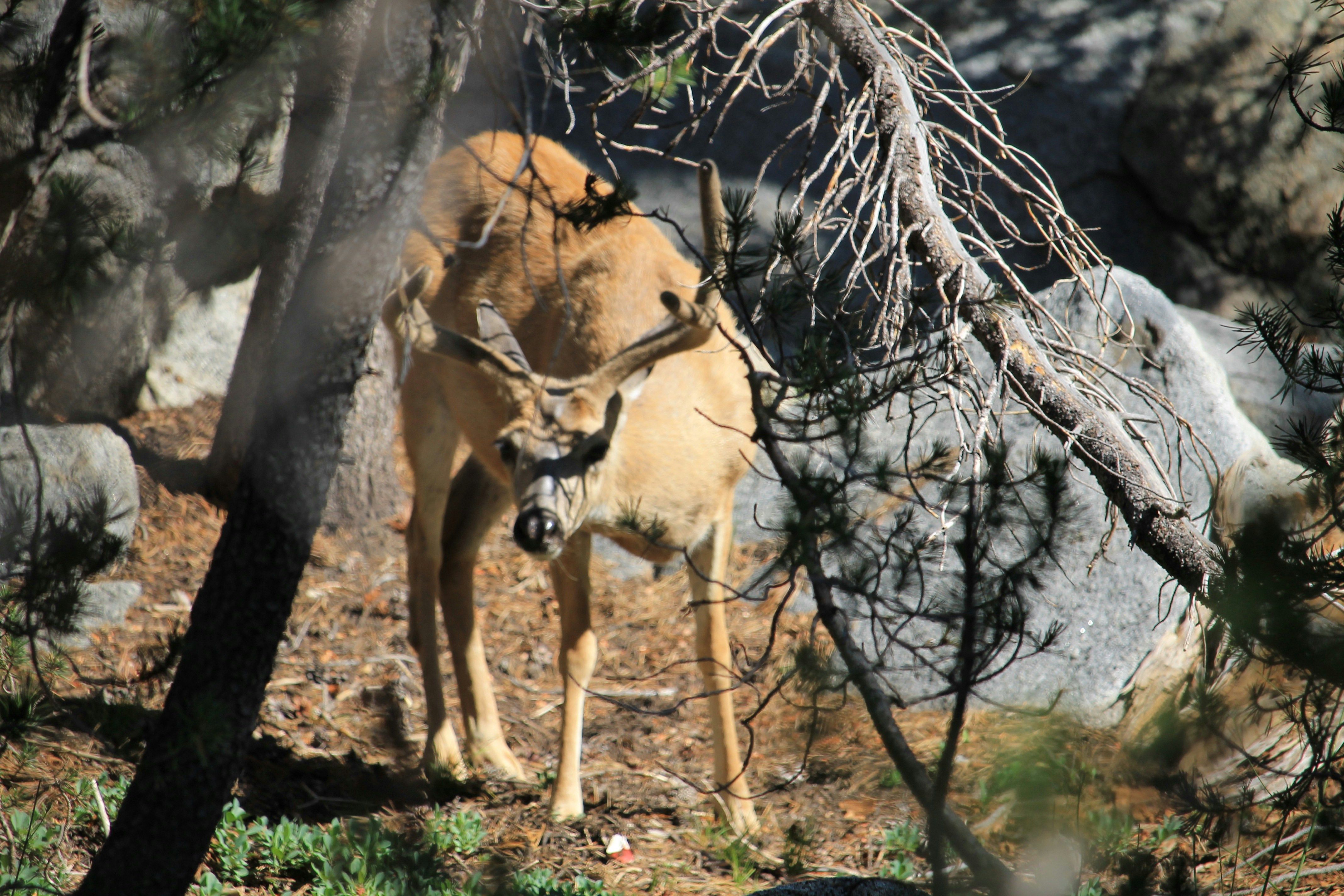 Hidden Stag Past the Pine Veil