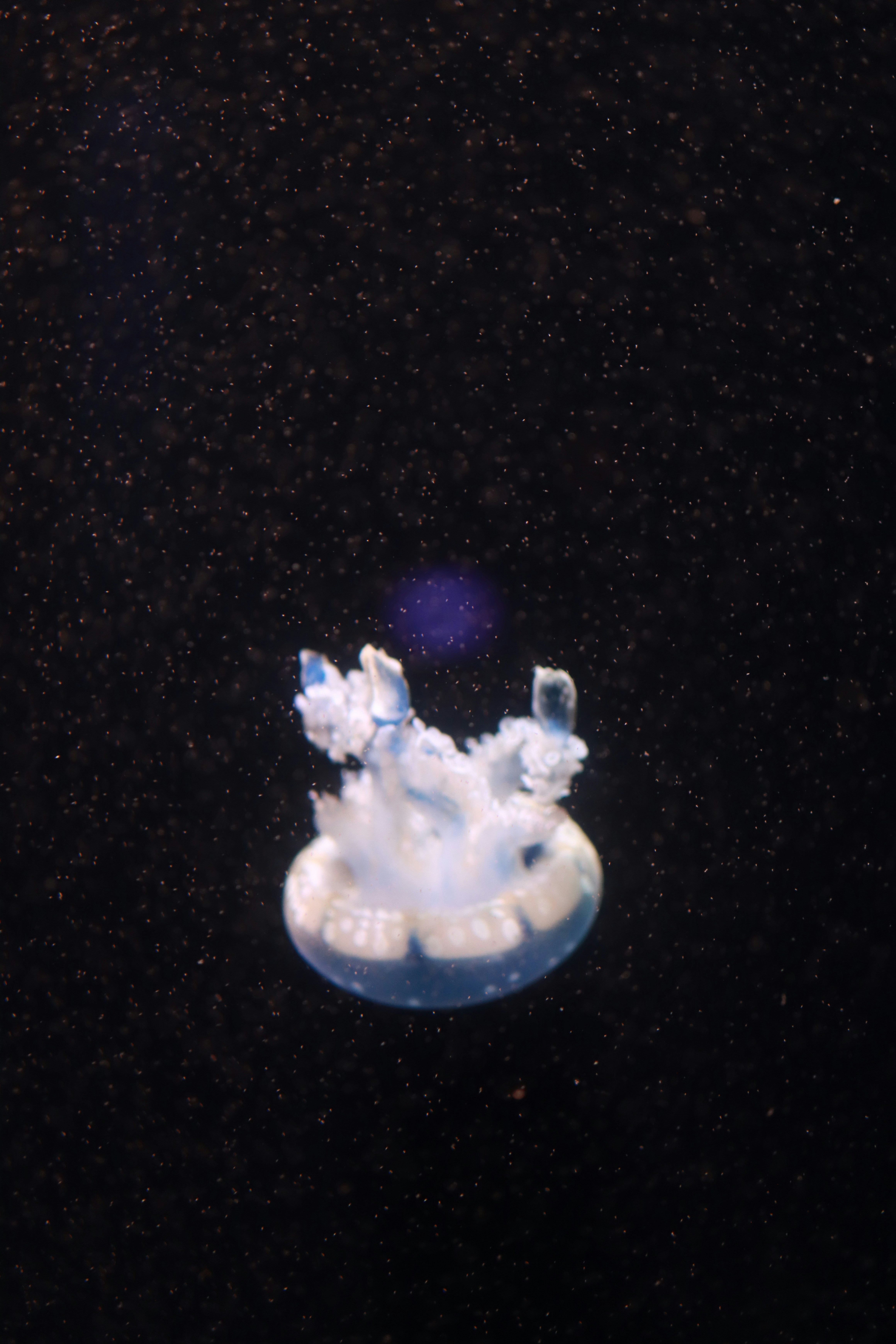 Jellyfish in the Void: a Neon Drift Among Stars