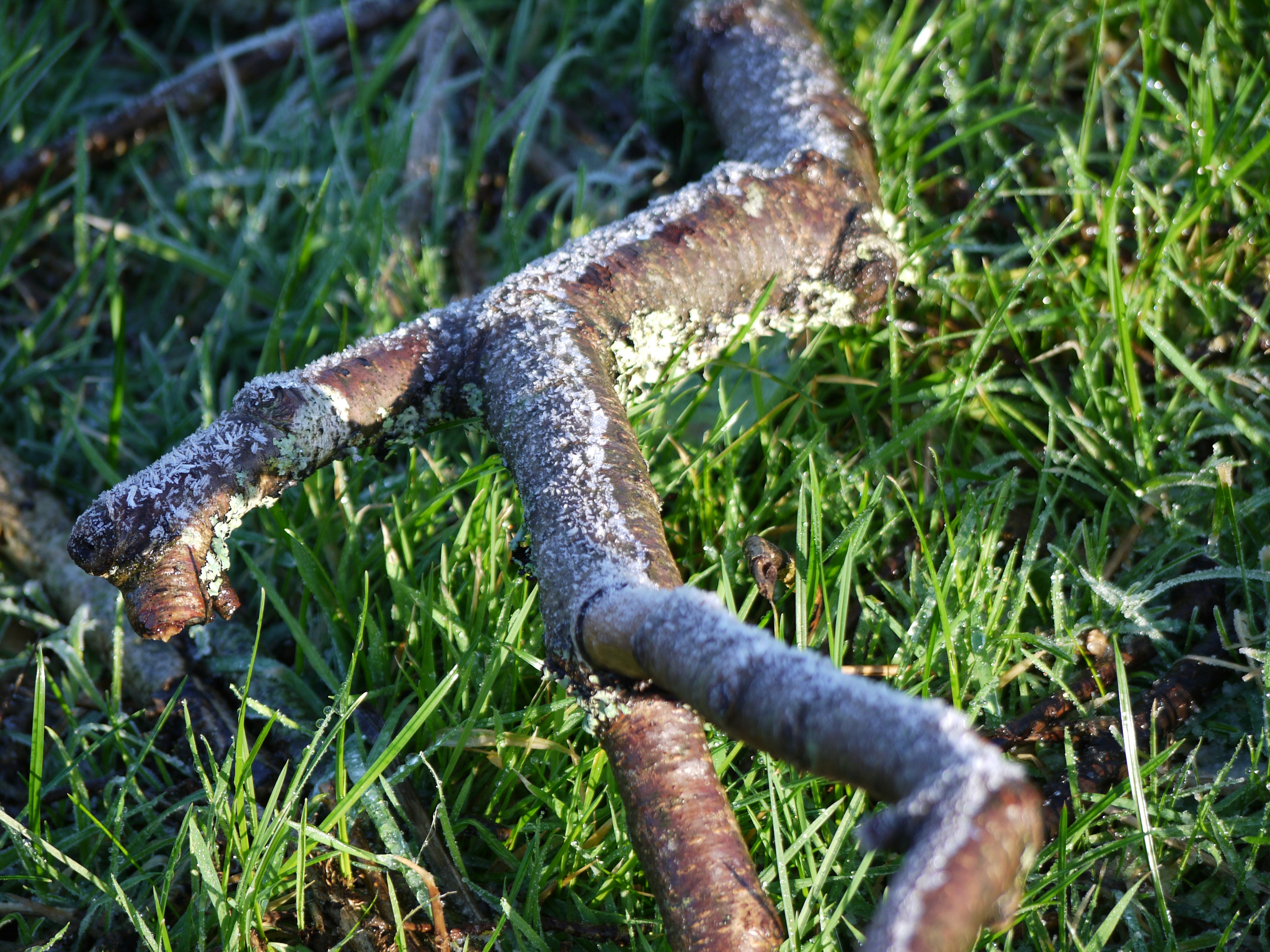 Frost-covered branch resting on a bed of vibrant green grass, showcasing the contrast between winter's chill and nature's resilience.