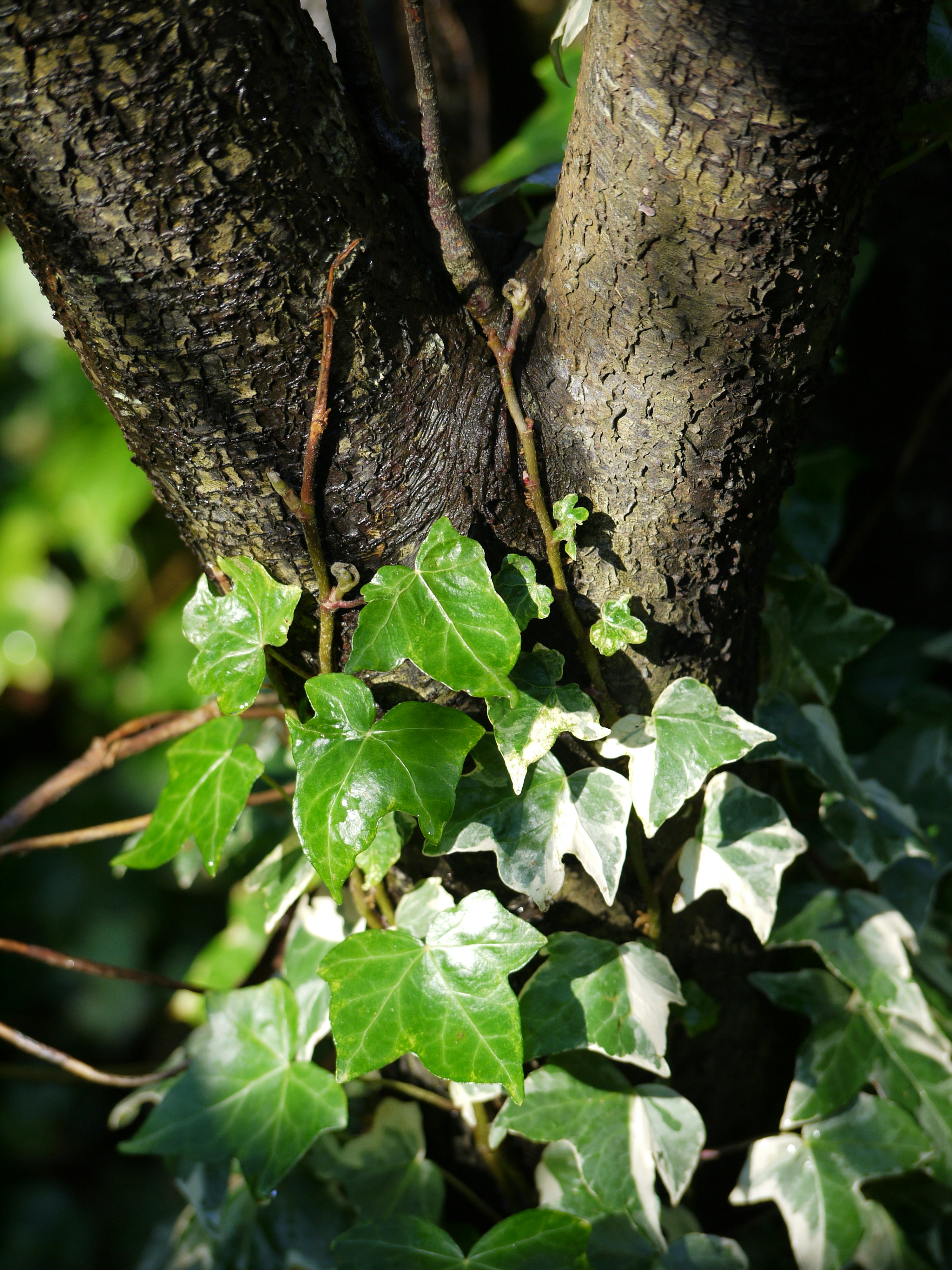 A bird perched on top of a tree branch