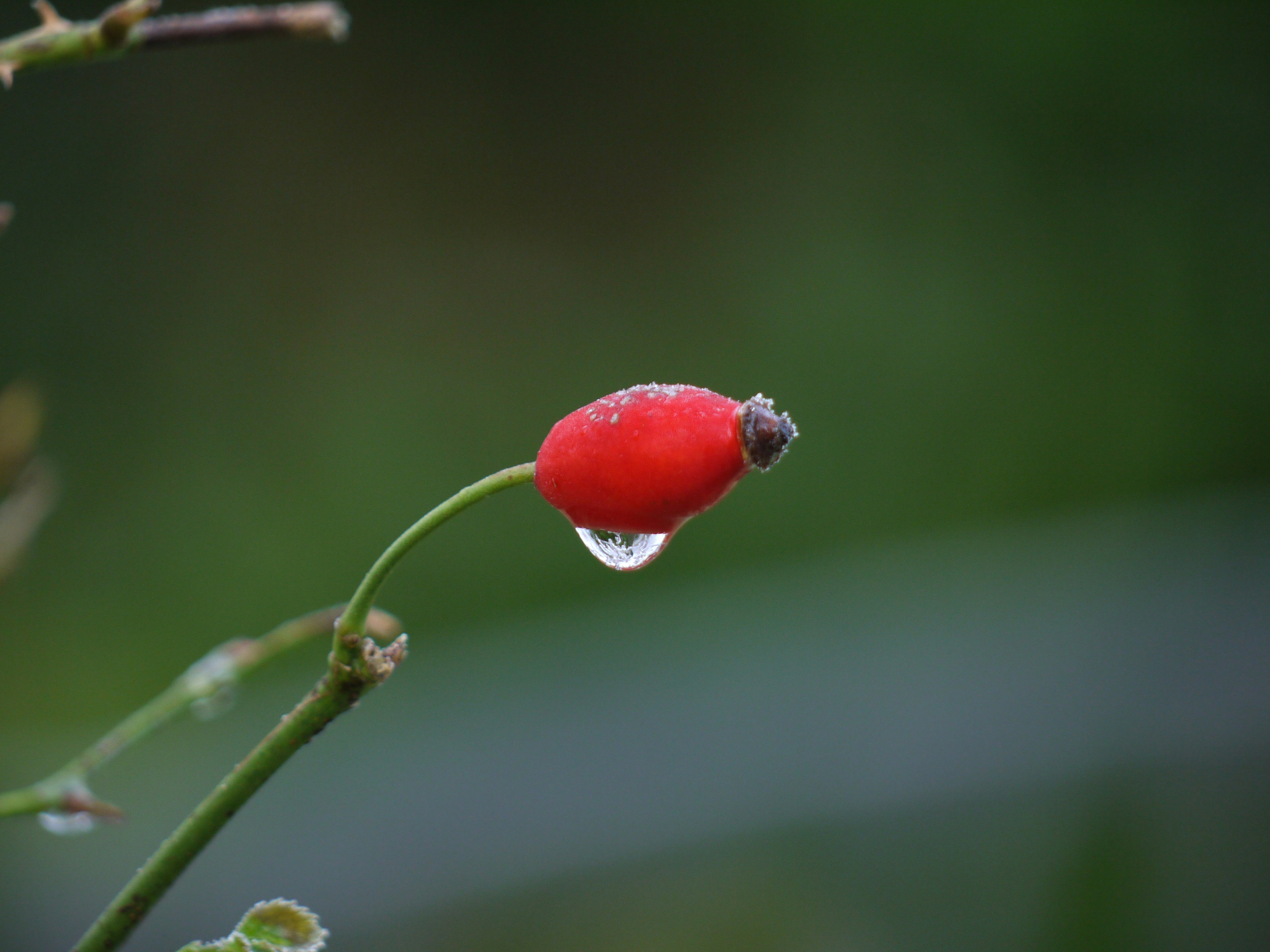 Crimson berry perched on a frost-dusted curved stem, with a single droplet at its tip against a soft green background.