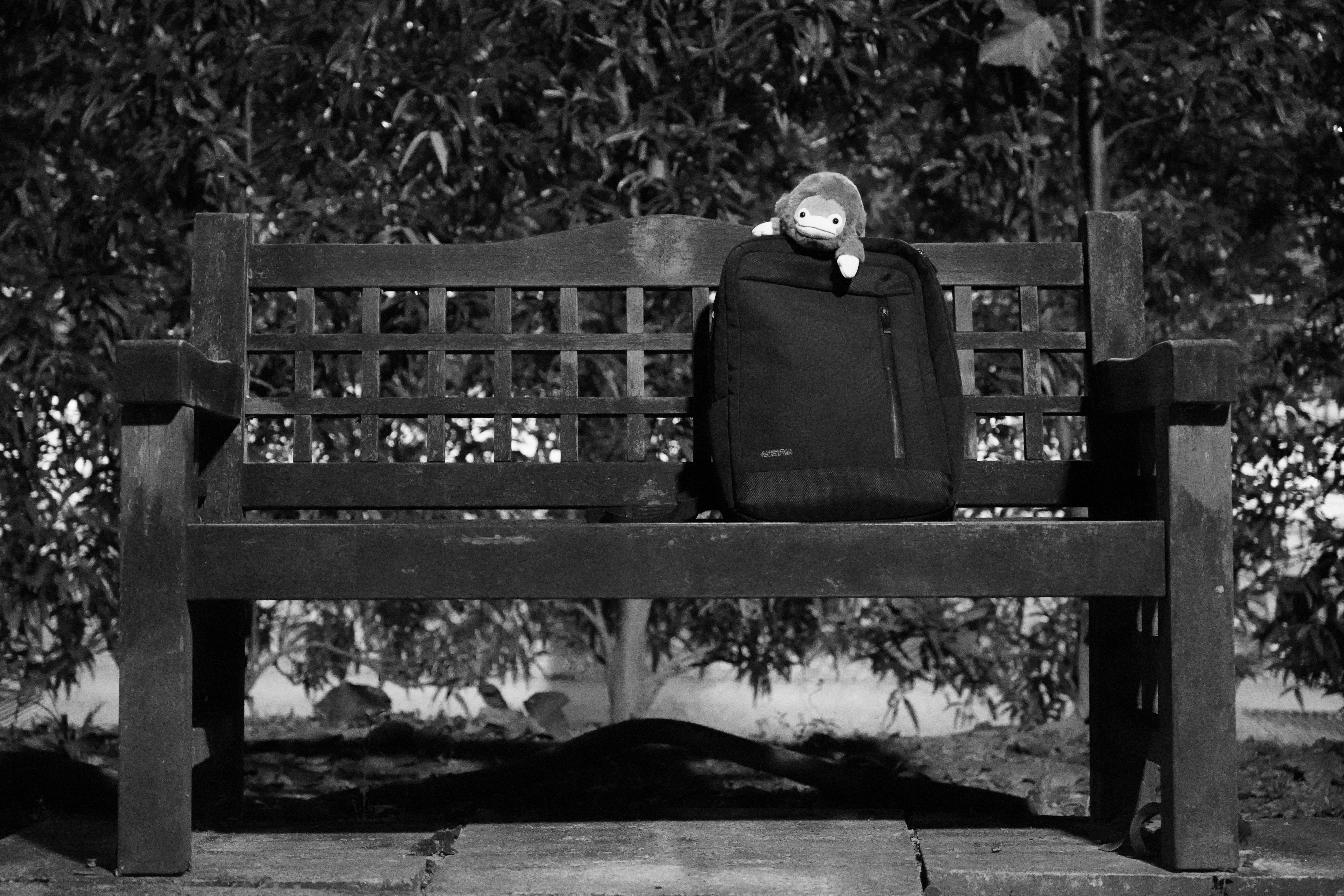 Midday Stillness: Plush Sentinel on a Wooden Bench