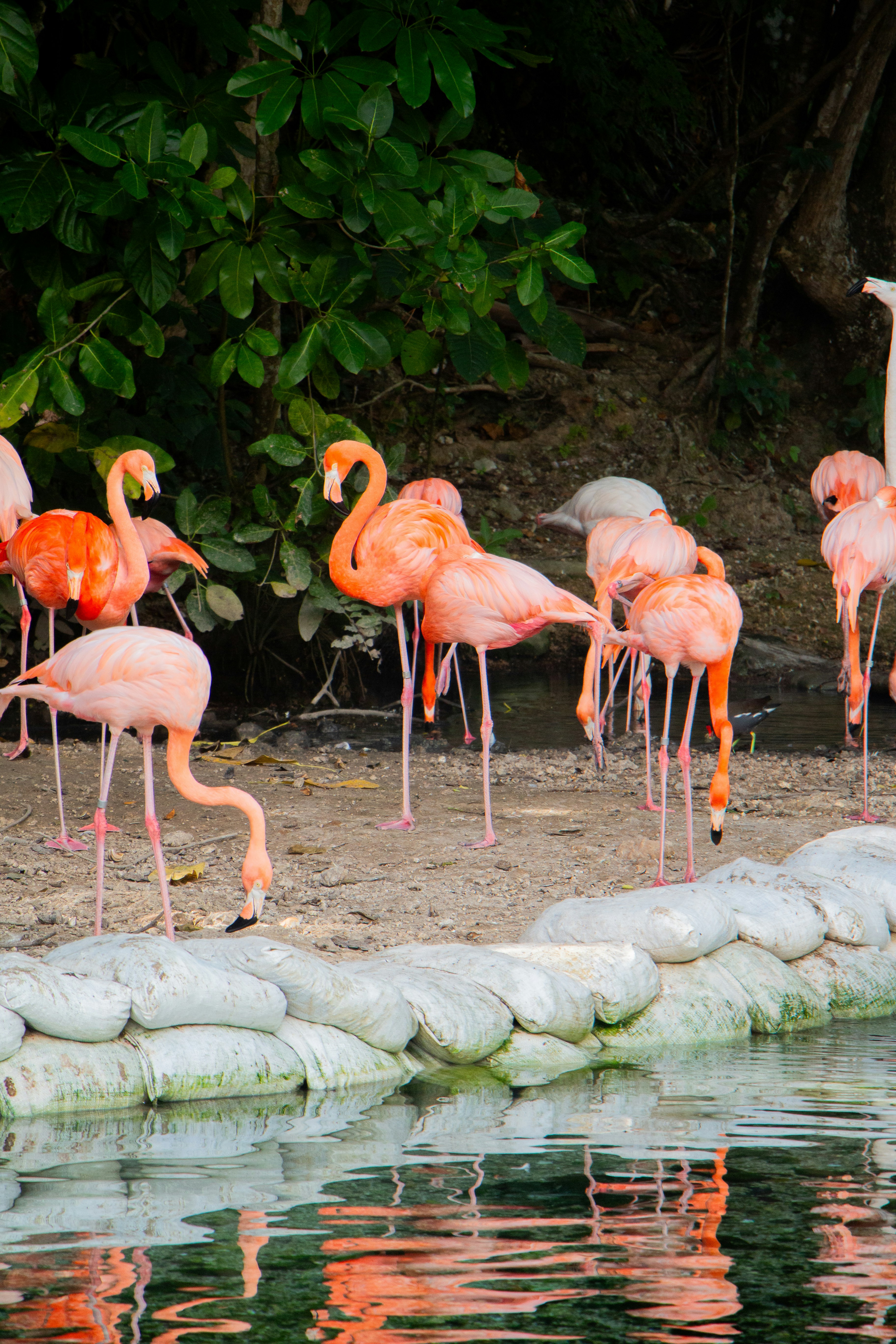 Flamingo Serenade by the Water's Edge