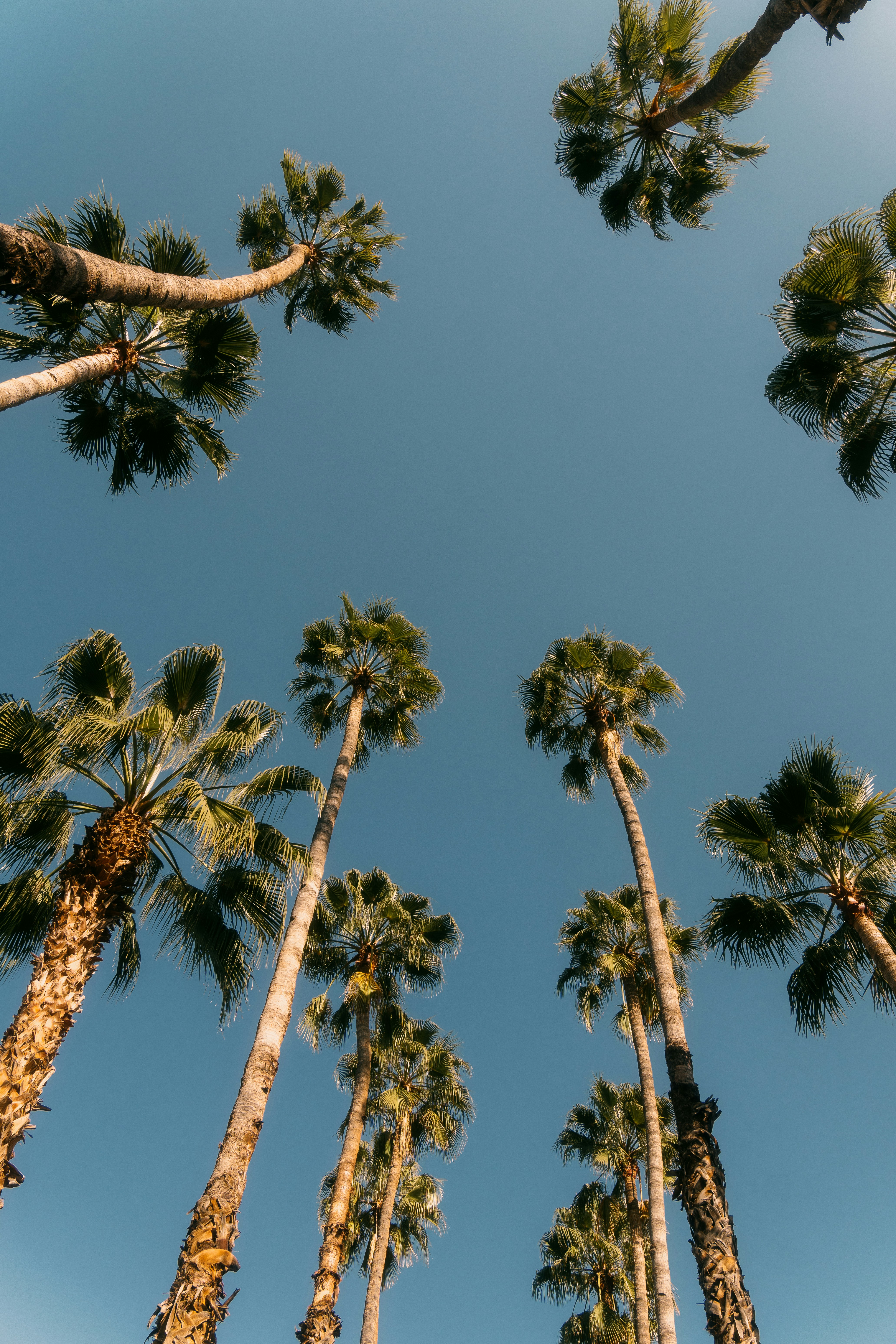A group of palm trees with a blue sky in the background photo – Free ...