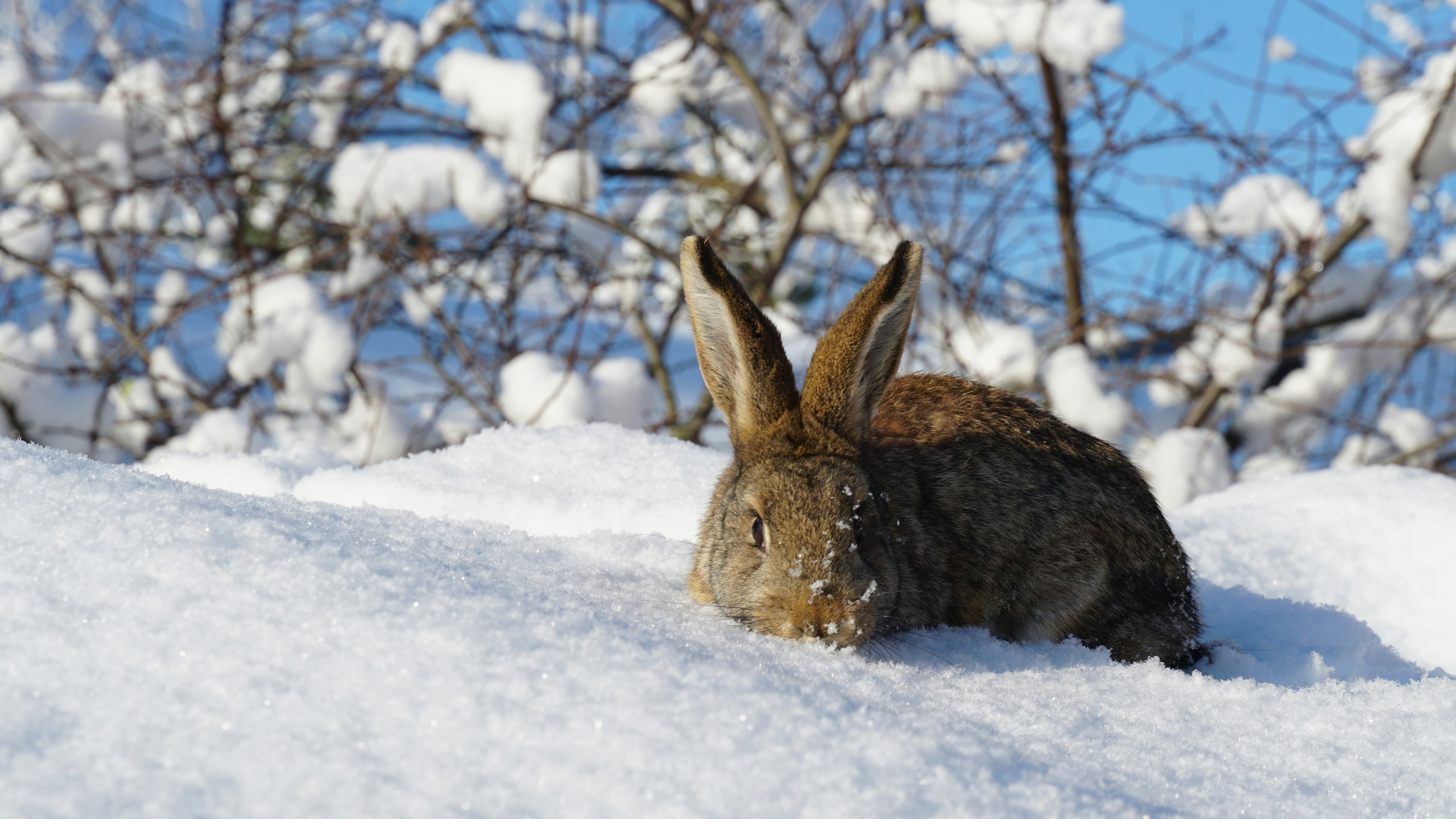 A rabbit sitting in the snow in front of some trees photo – Free ...
