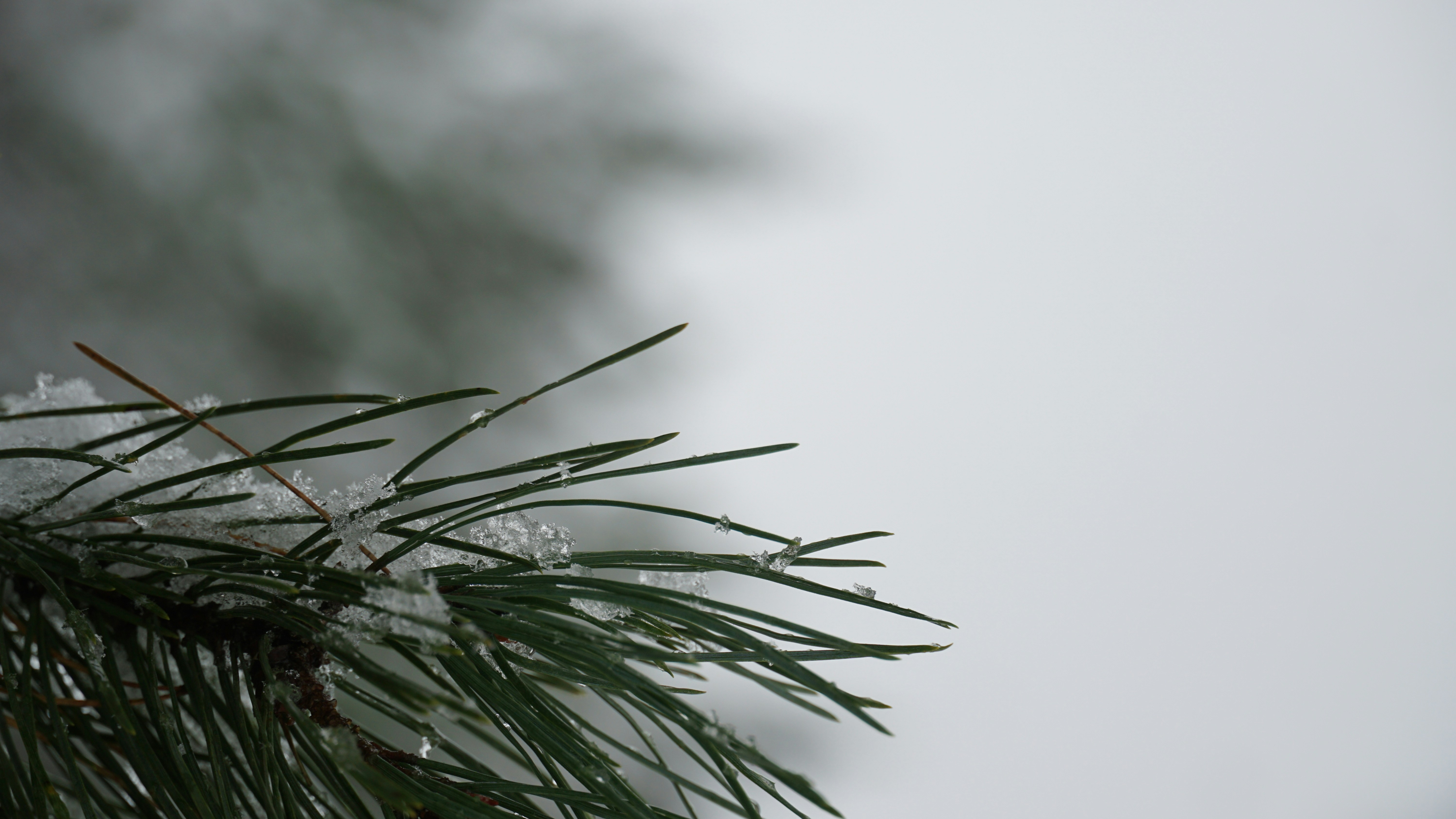 A pine branch in the snow