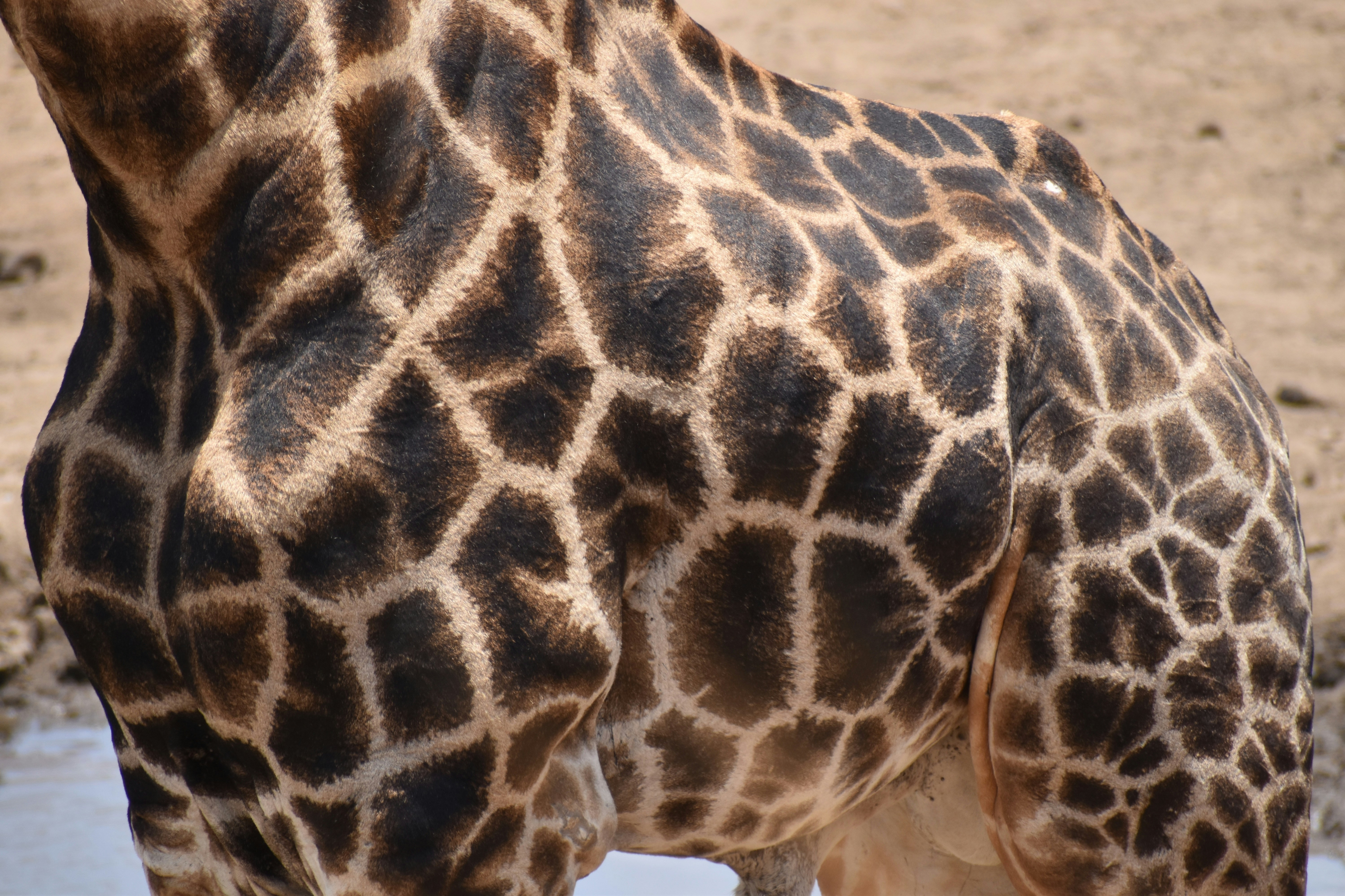 Patterns of the Savannah: Giraffe’s Muscular Drape