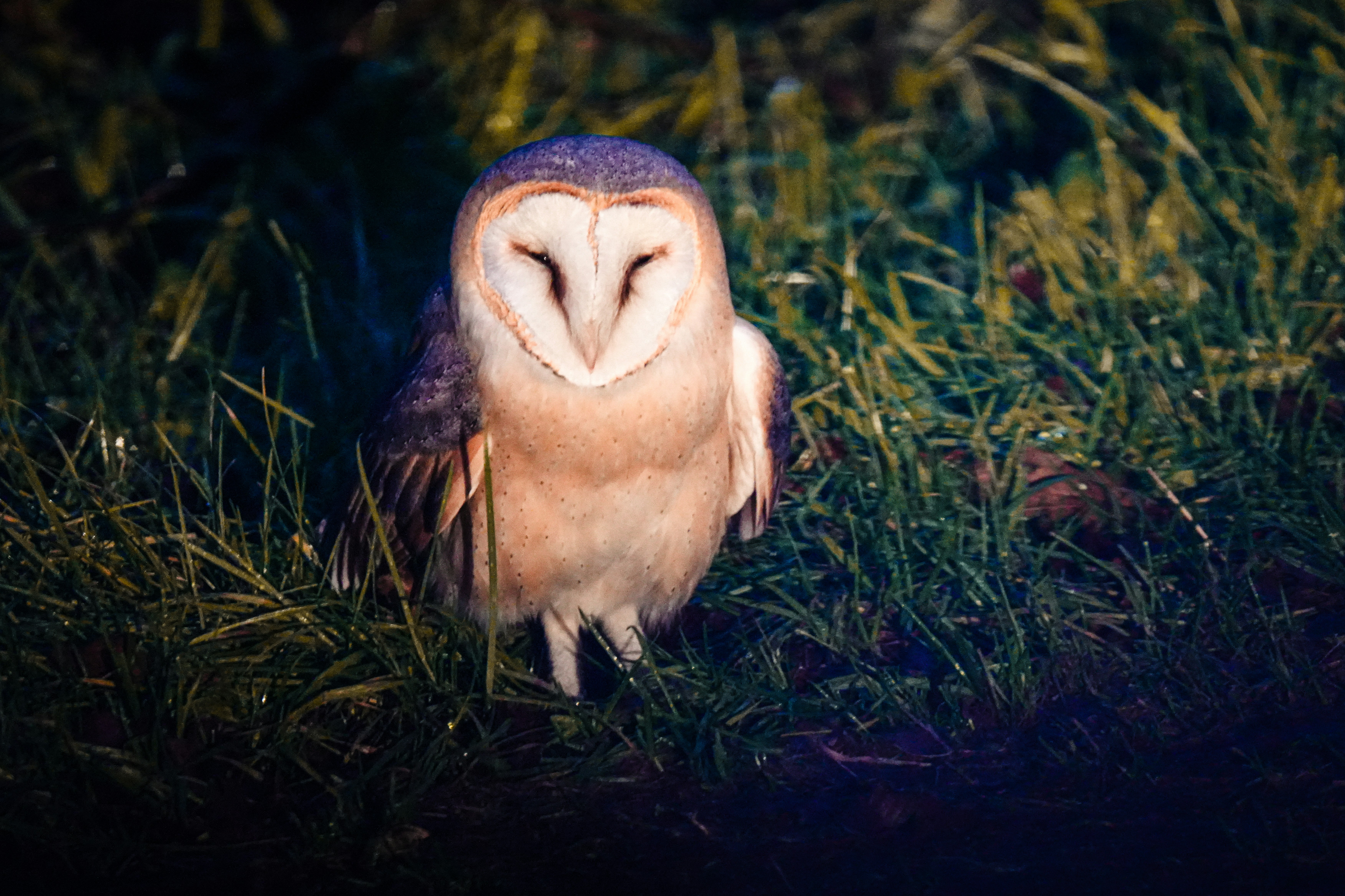 Photo by Nikola  Tomašić with Sony Alpha 7 IV