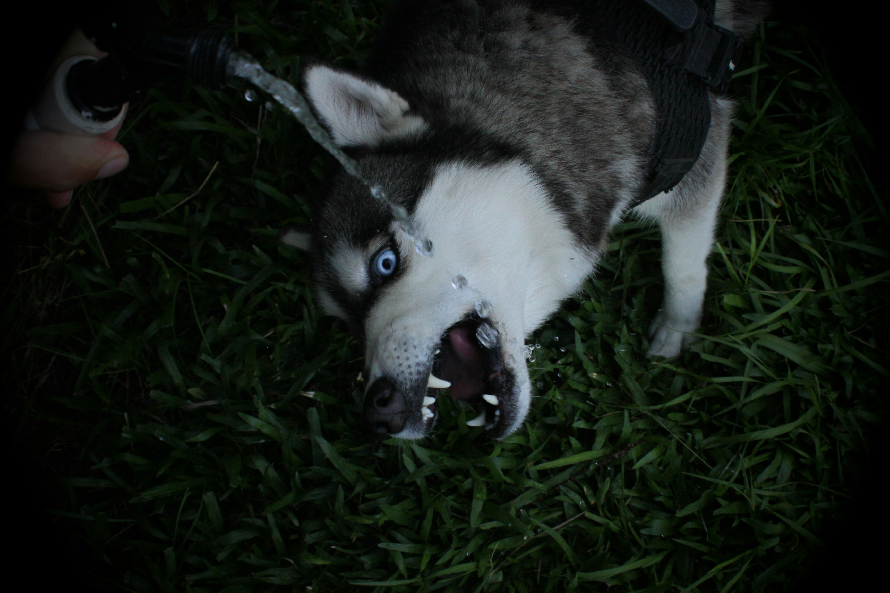 Playful Pounce on the Green