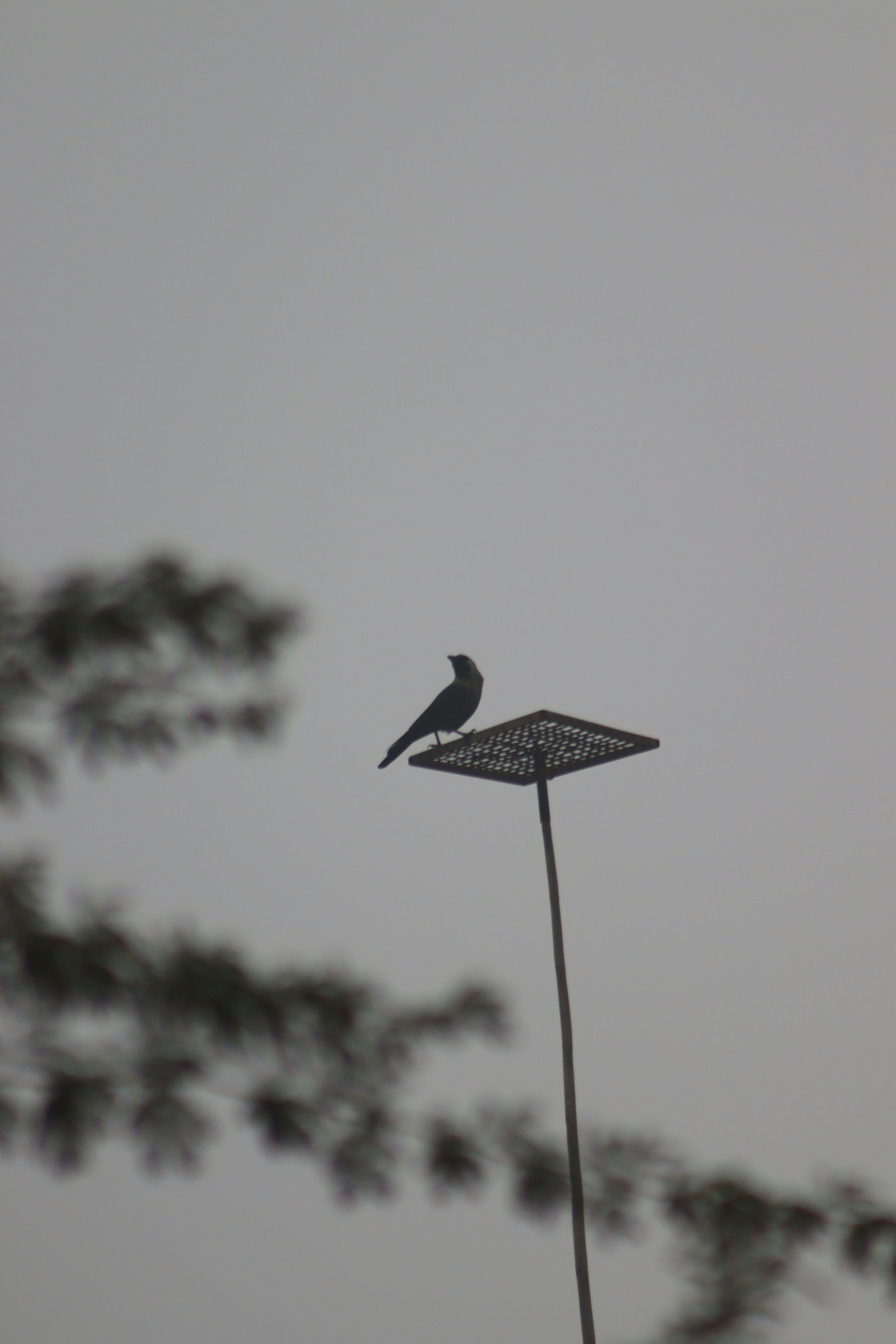 Silhouette on a Grid-Top Lamp Against a Pale Sky