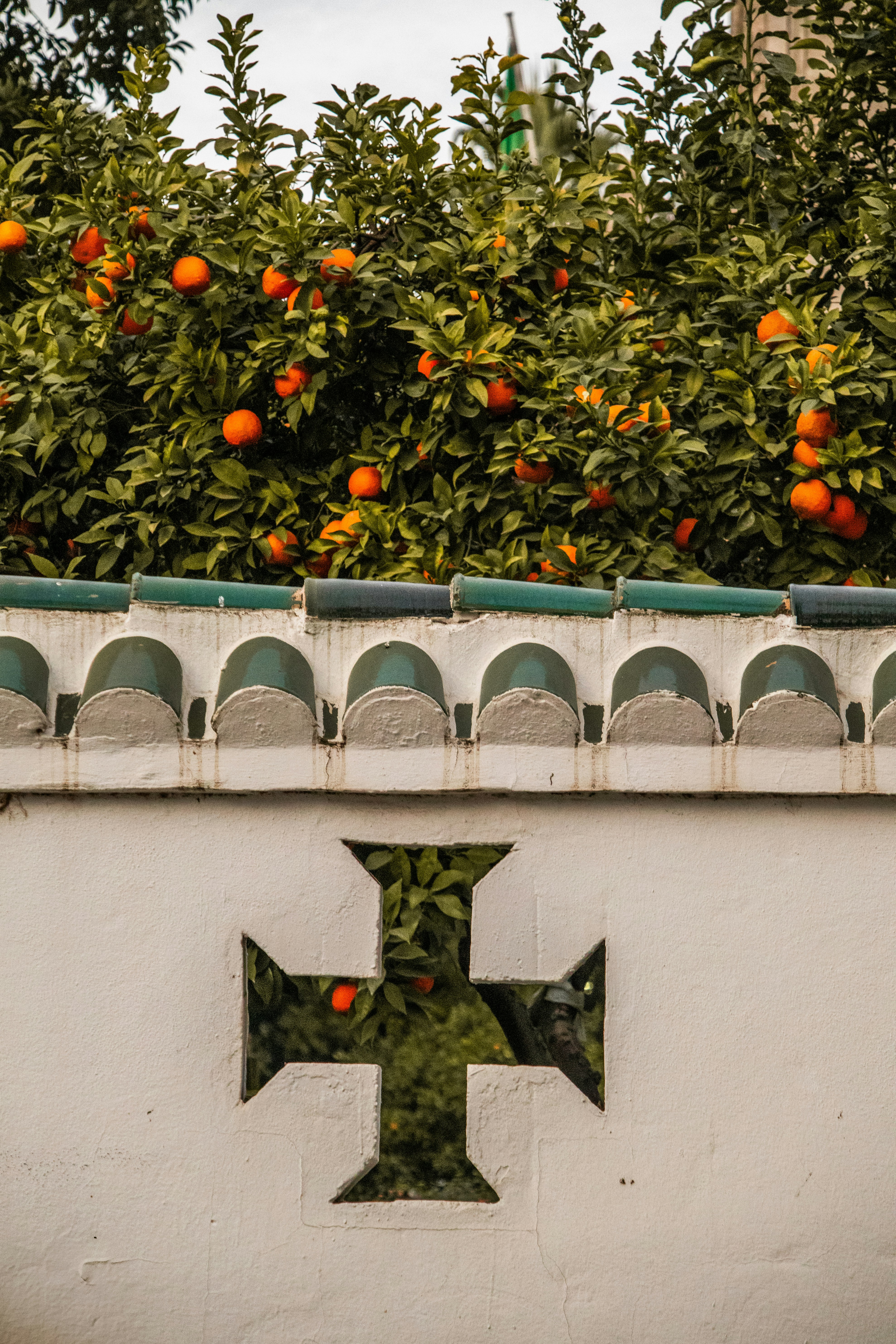 Crosscut Citrus: Oranges Framed Through a White Wall