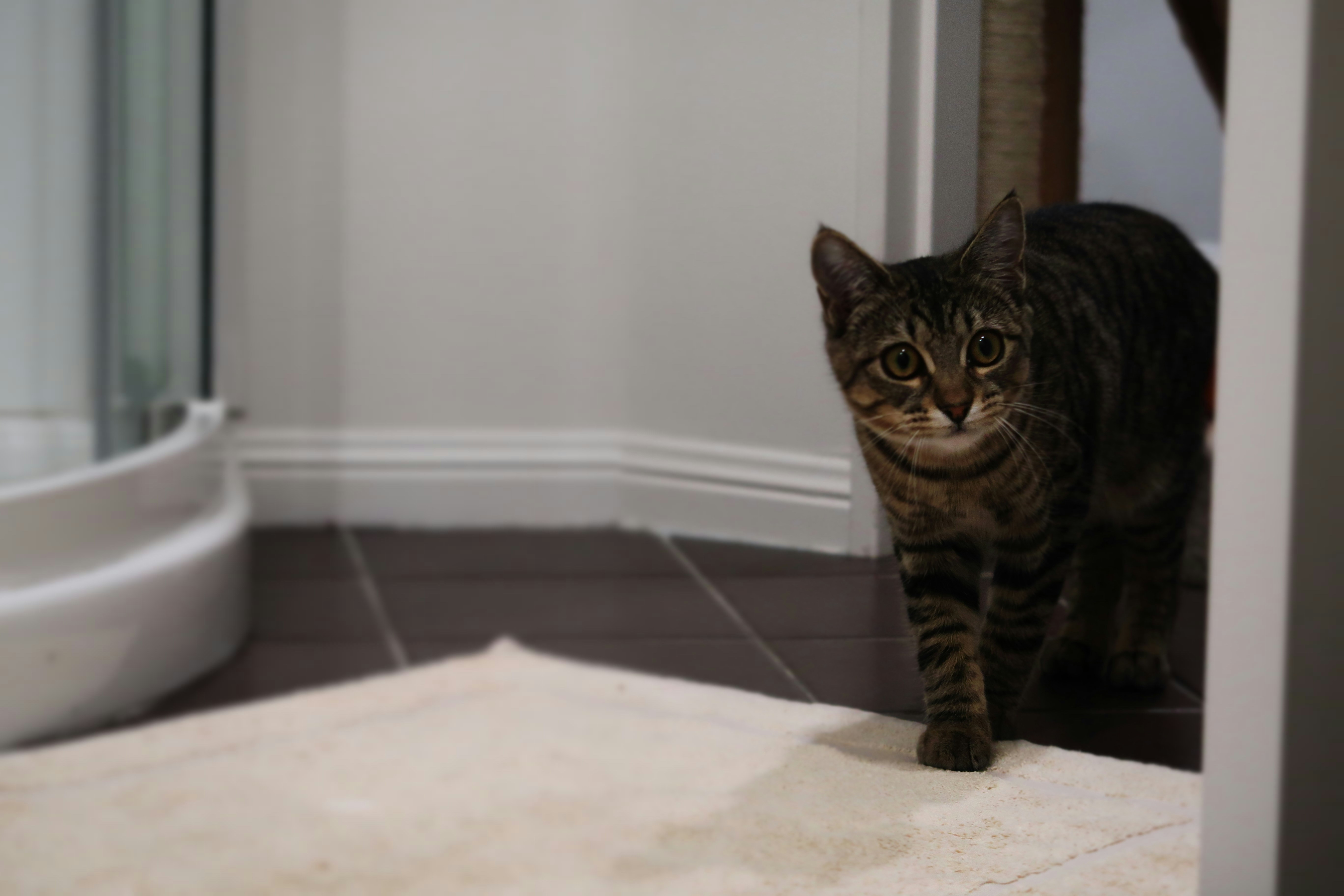 A cat is standing in a doorway looking at the camera photo – Free Cat ...