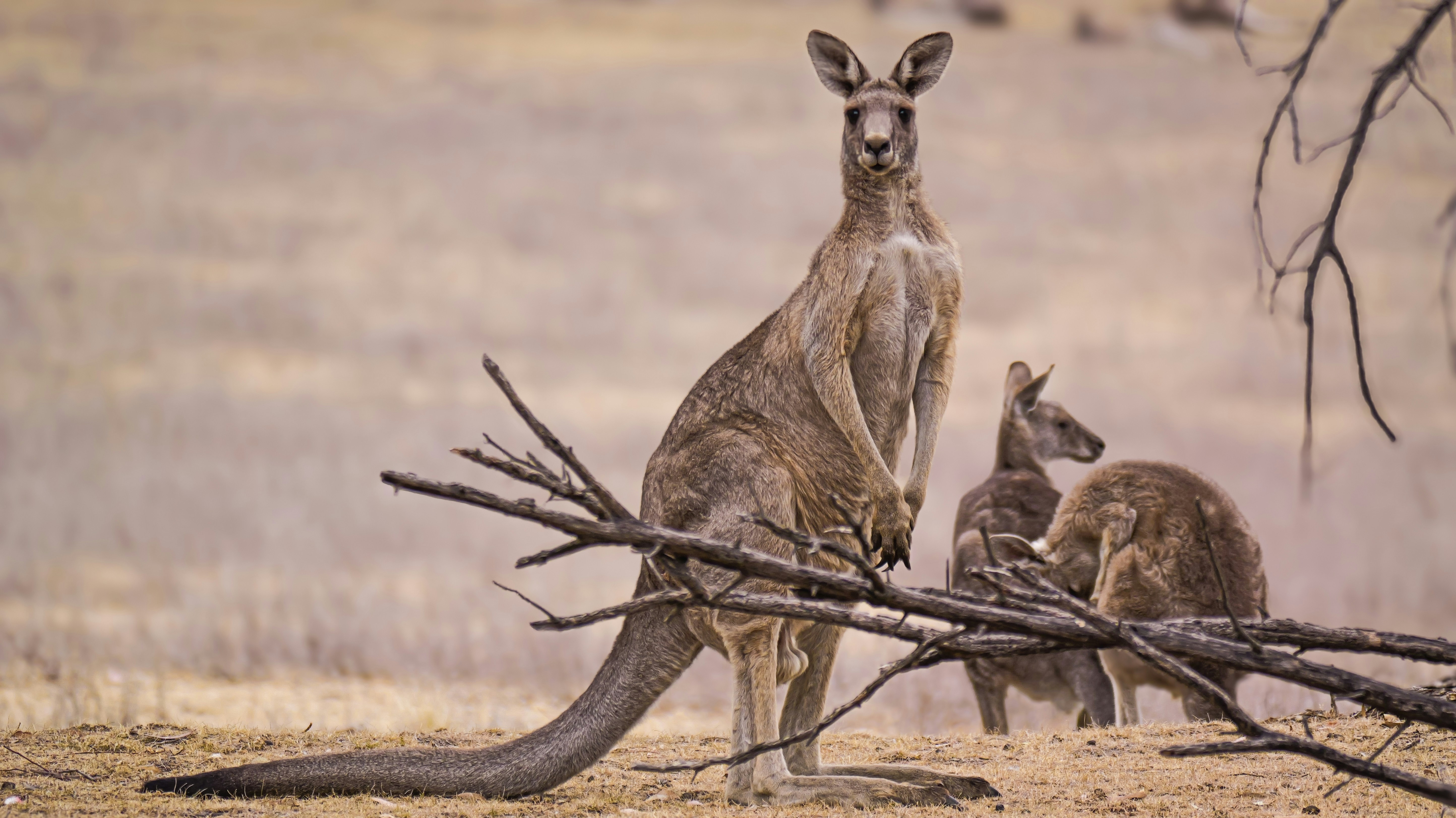 A group of kangaroos standing next to each other photo – Free Animal ...