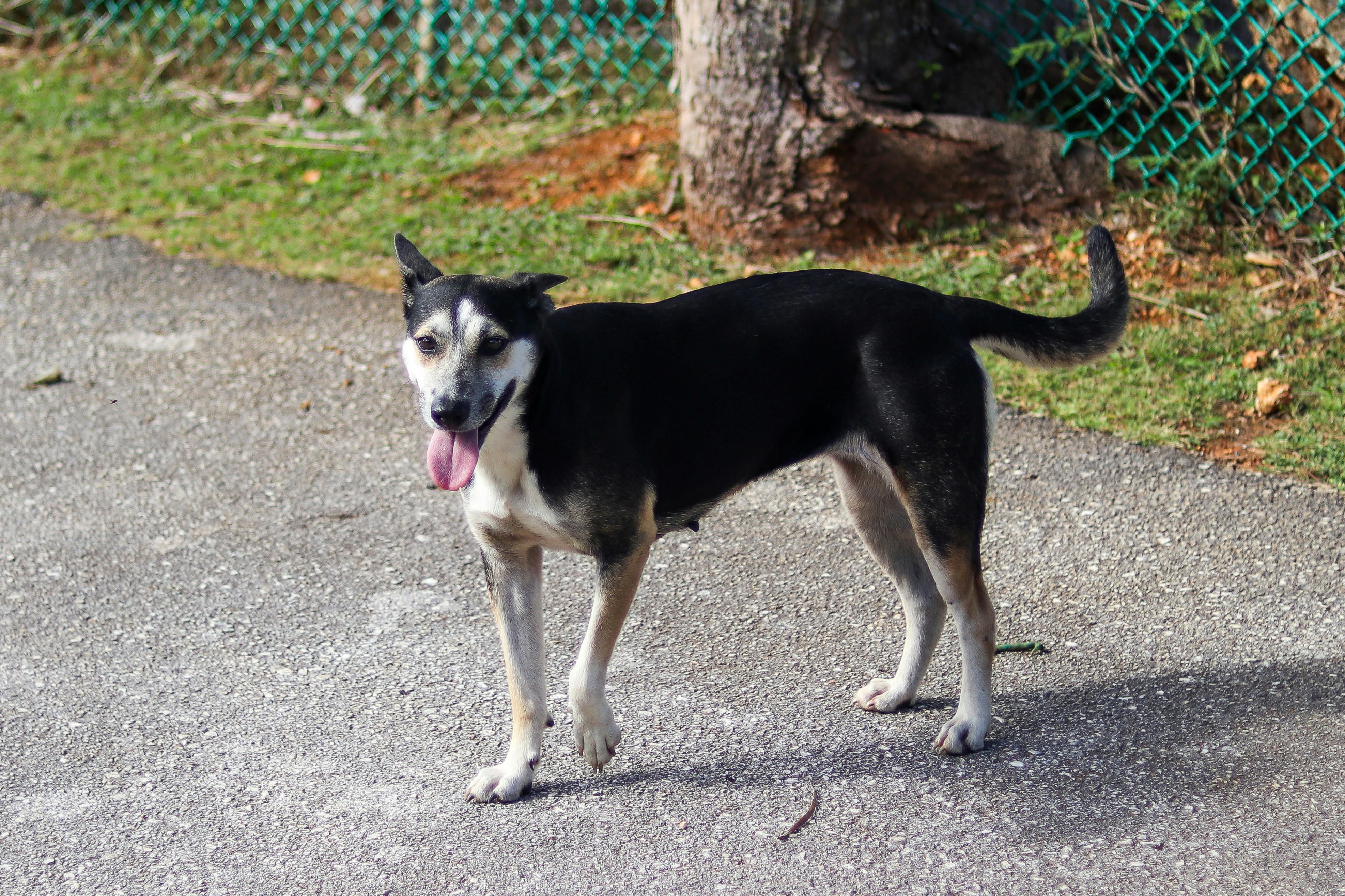 Tongue-Out on Sunlit Pavement: A Black-and-White Canine Surveys the Street