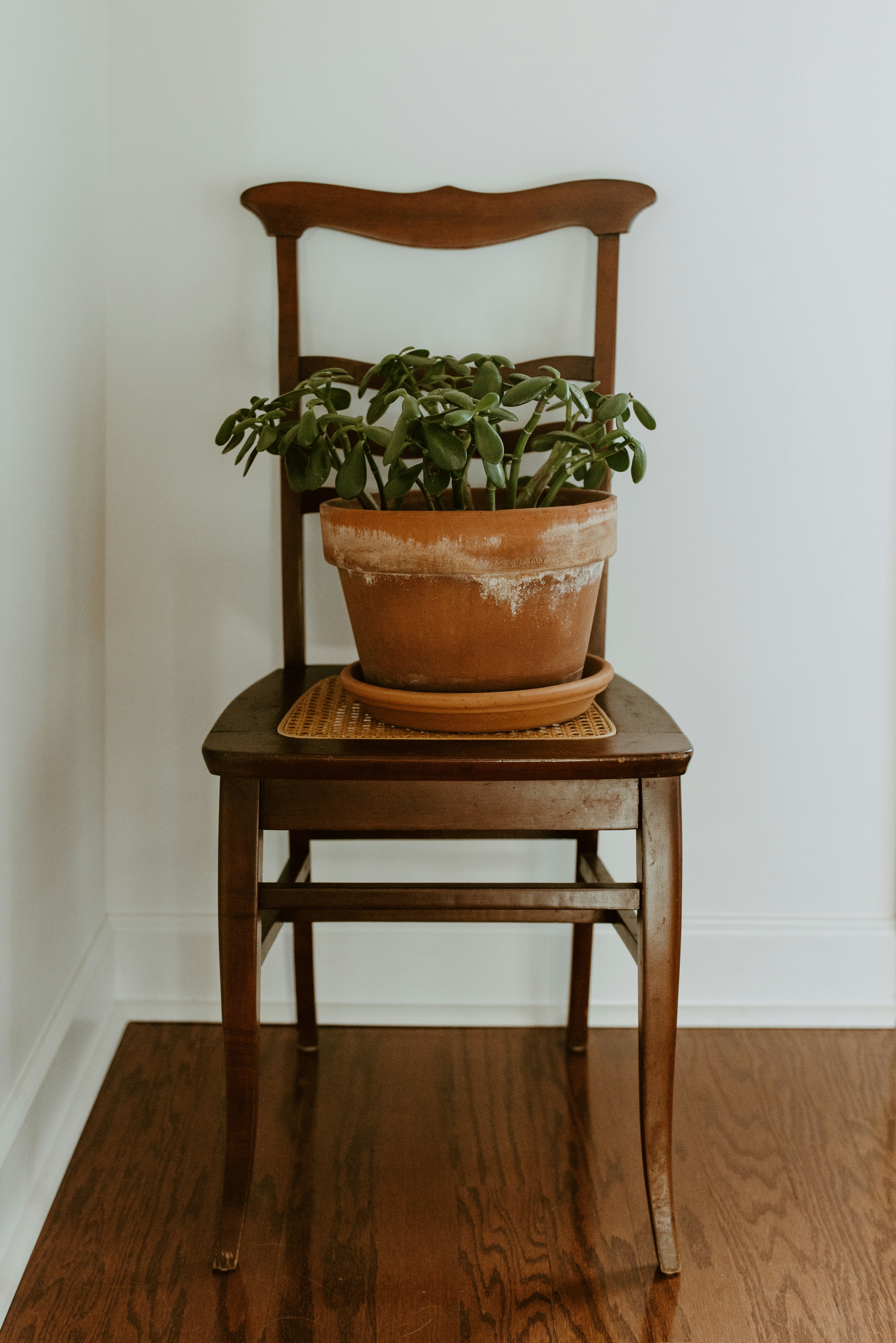 A wooden chair with a potted plant on top of it photo – Free Plant ...