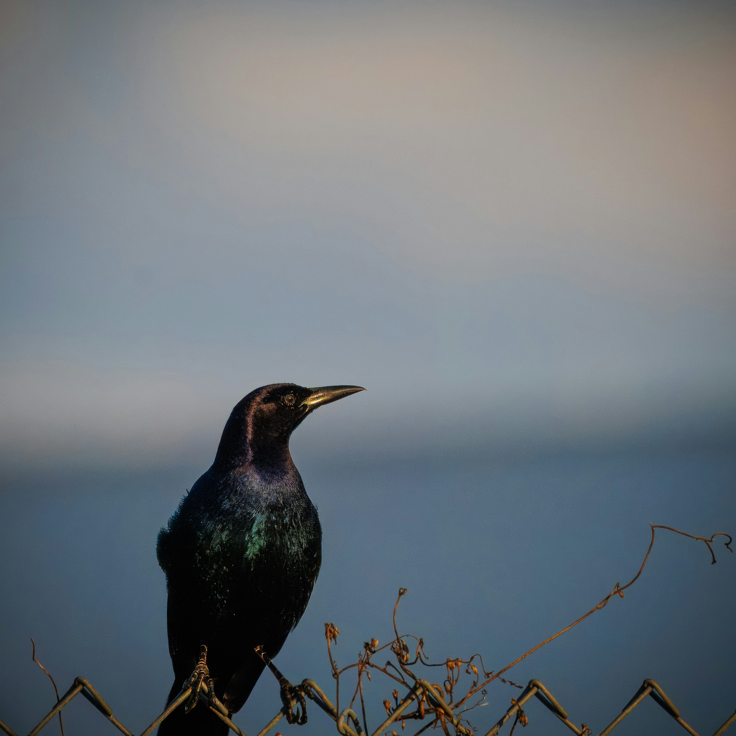 Iridescent Crow Beneath a Quiet Blue Horizon