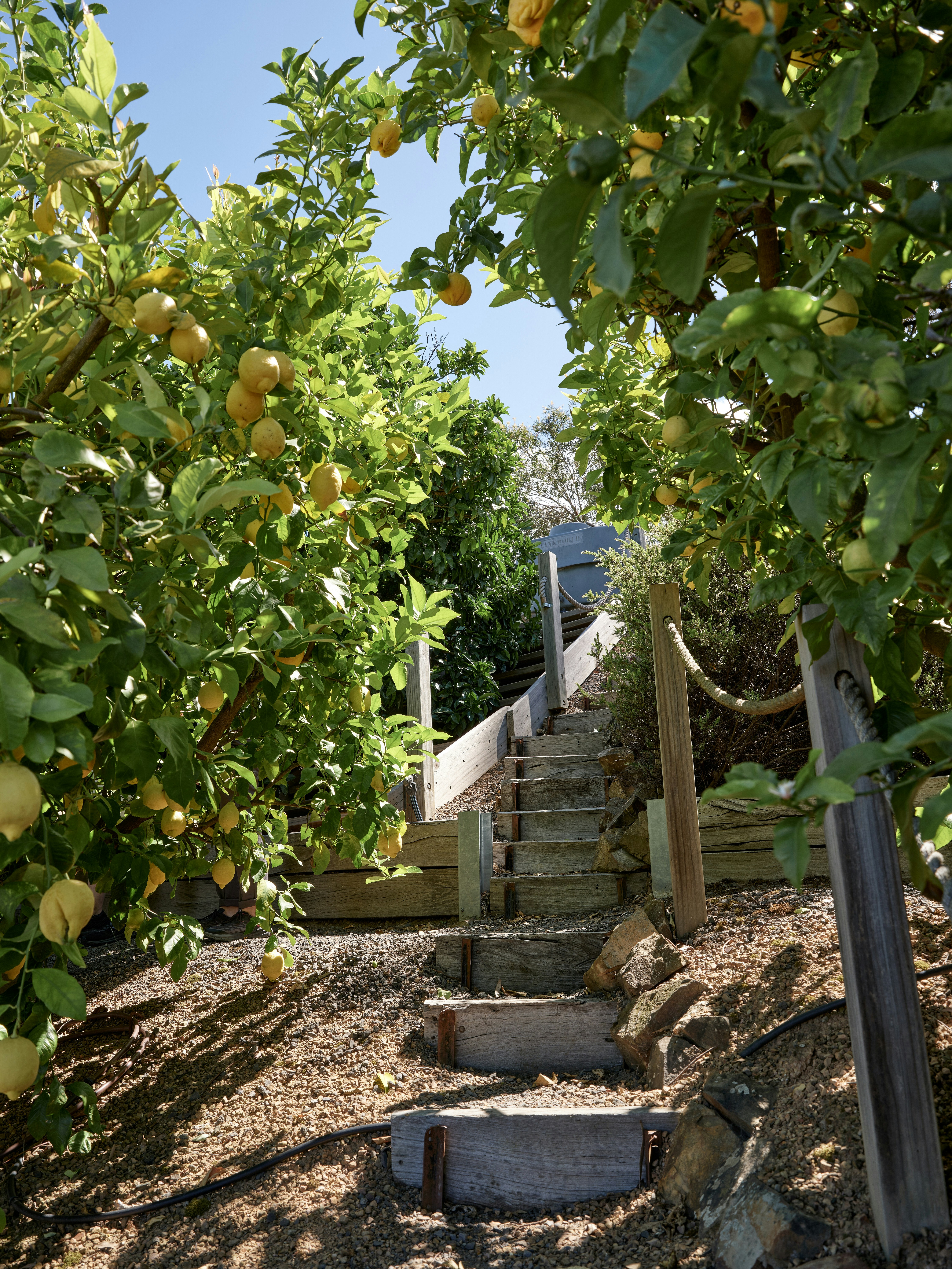 A set of stairs leading up to a lemon tree photo – Free Melbourne vic ...
