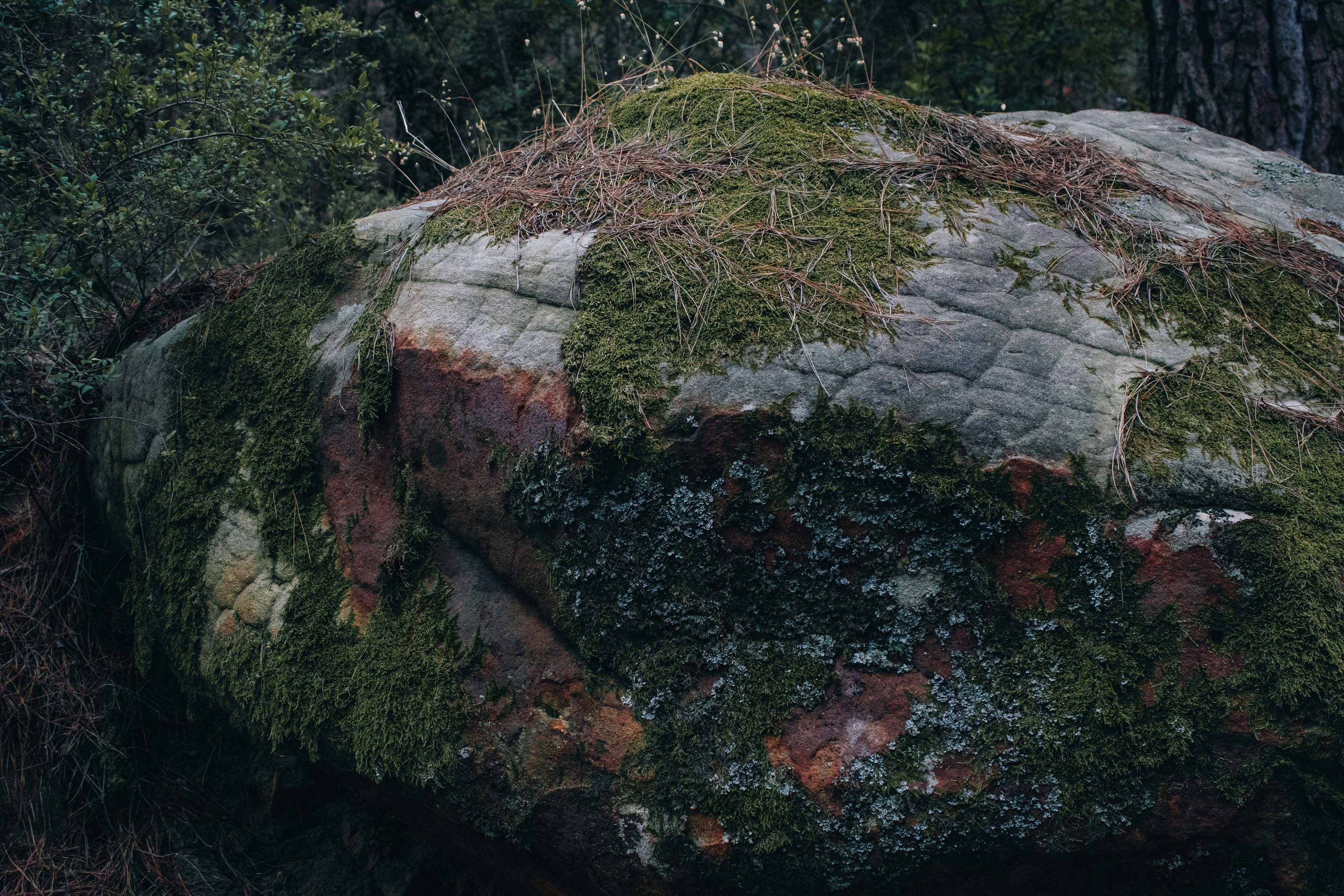 A large rock covered in moss in a forest photo – Free Forest Image on ...