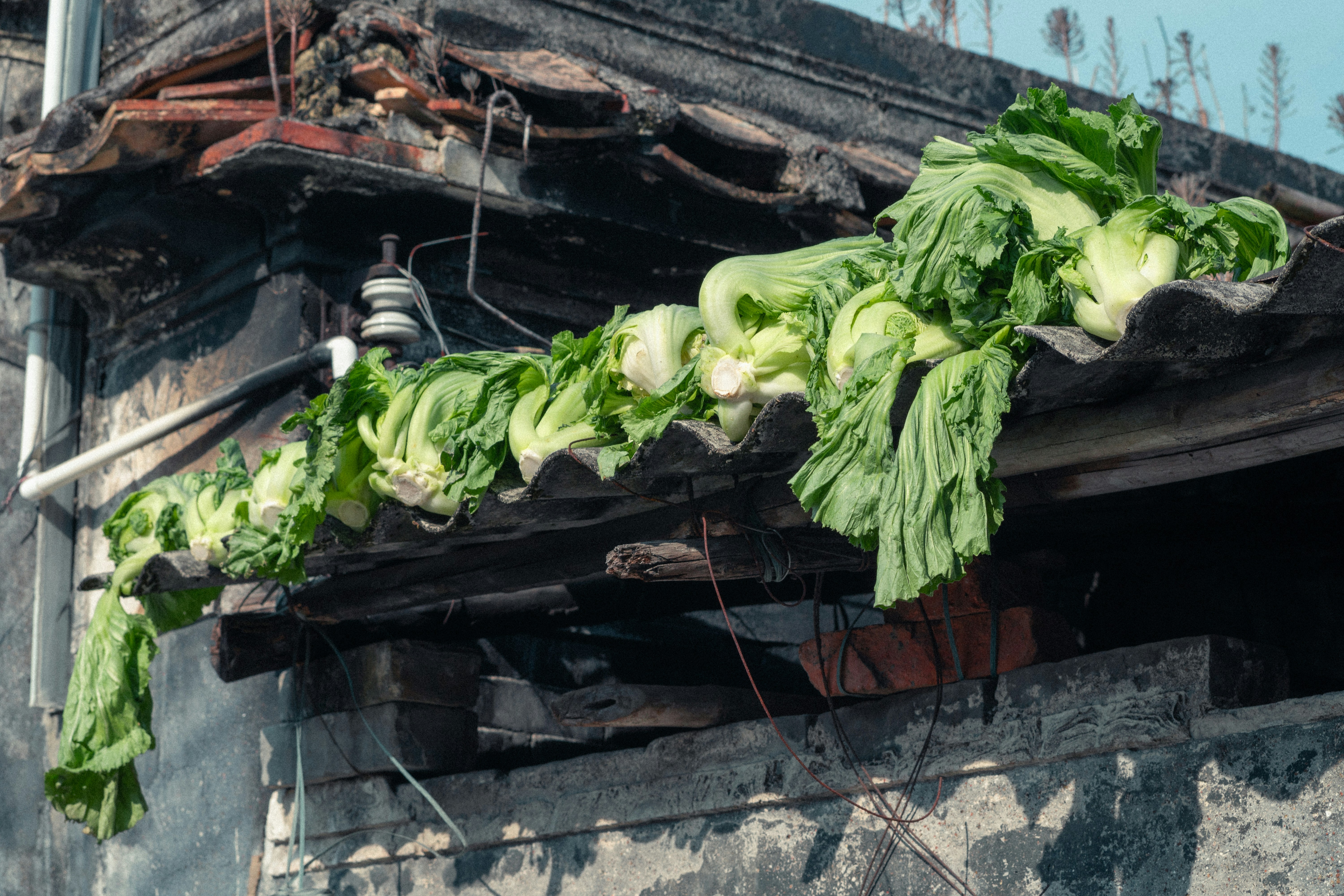 Lettuce on the Roof: a Rooftop Green Amid Decay