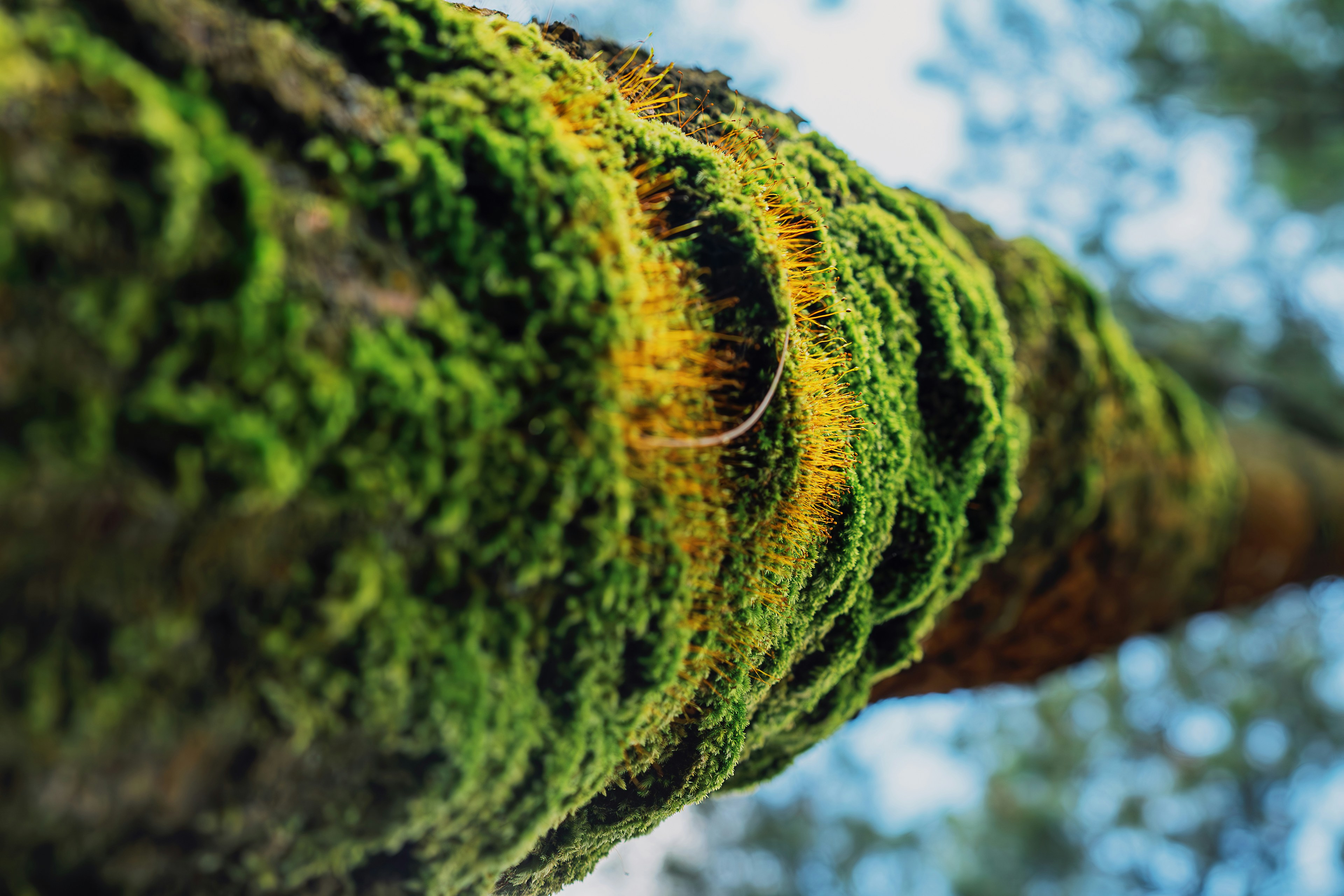 Un primer plano de un árbol con musgo creciendo en él foto – Imagen de ...