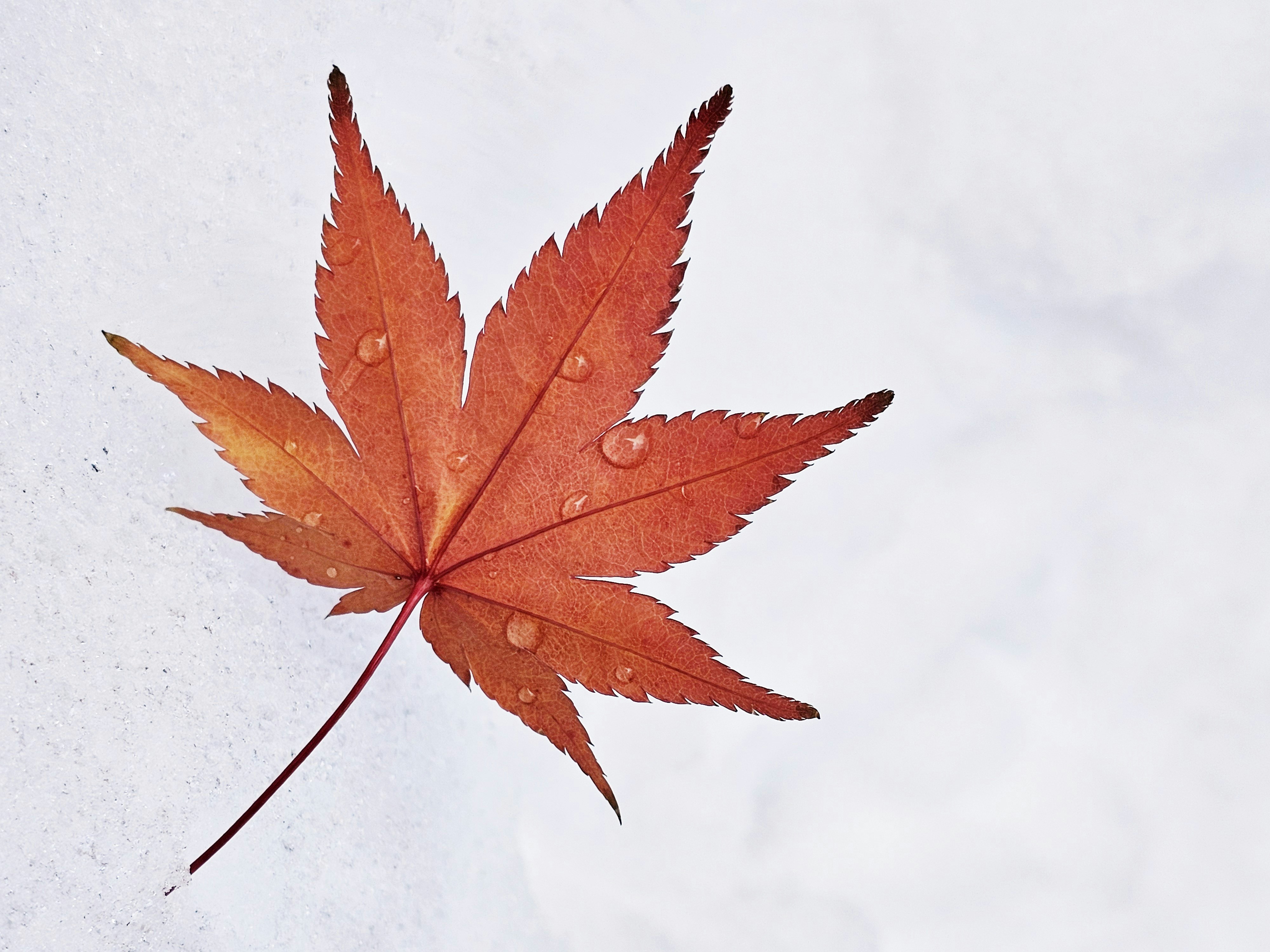 Sample photo from Samsung Galaxy S23 Ultra