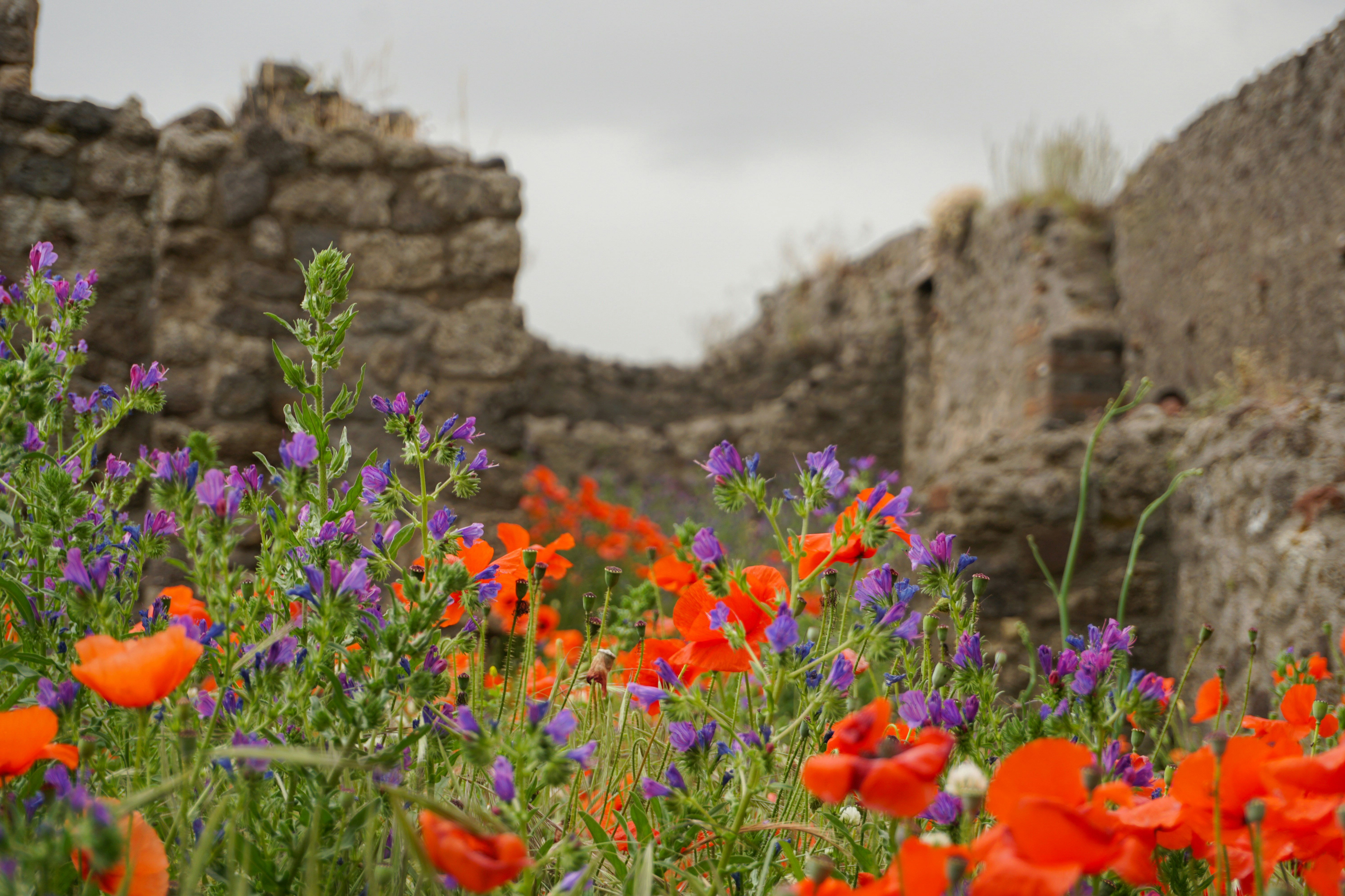 Crimson Poppies Framing a Weathered Ruin