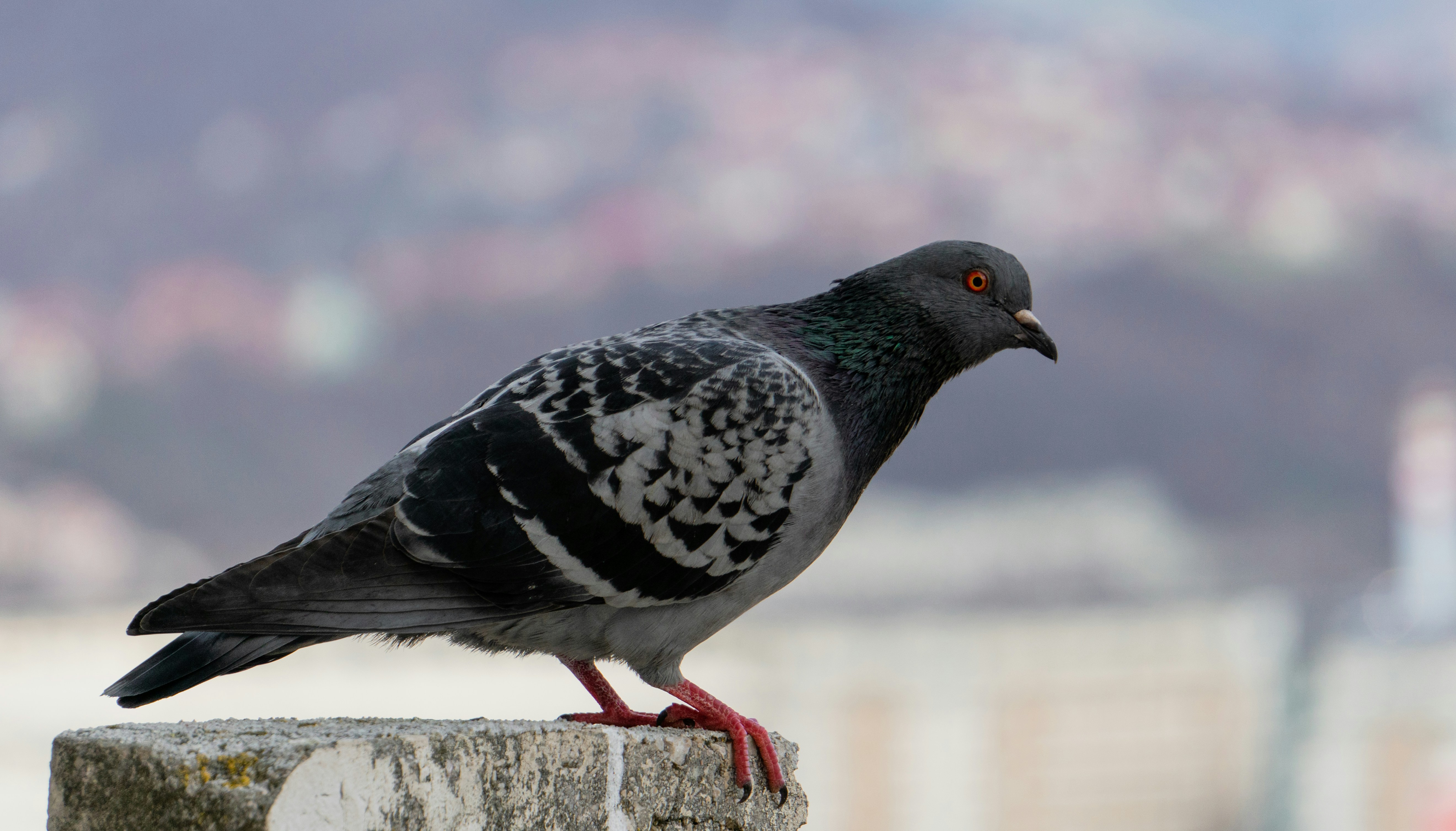 Una paloma sentada encima de un bloque de cemento foto – Imagen de ...