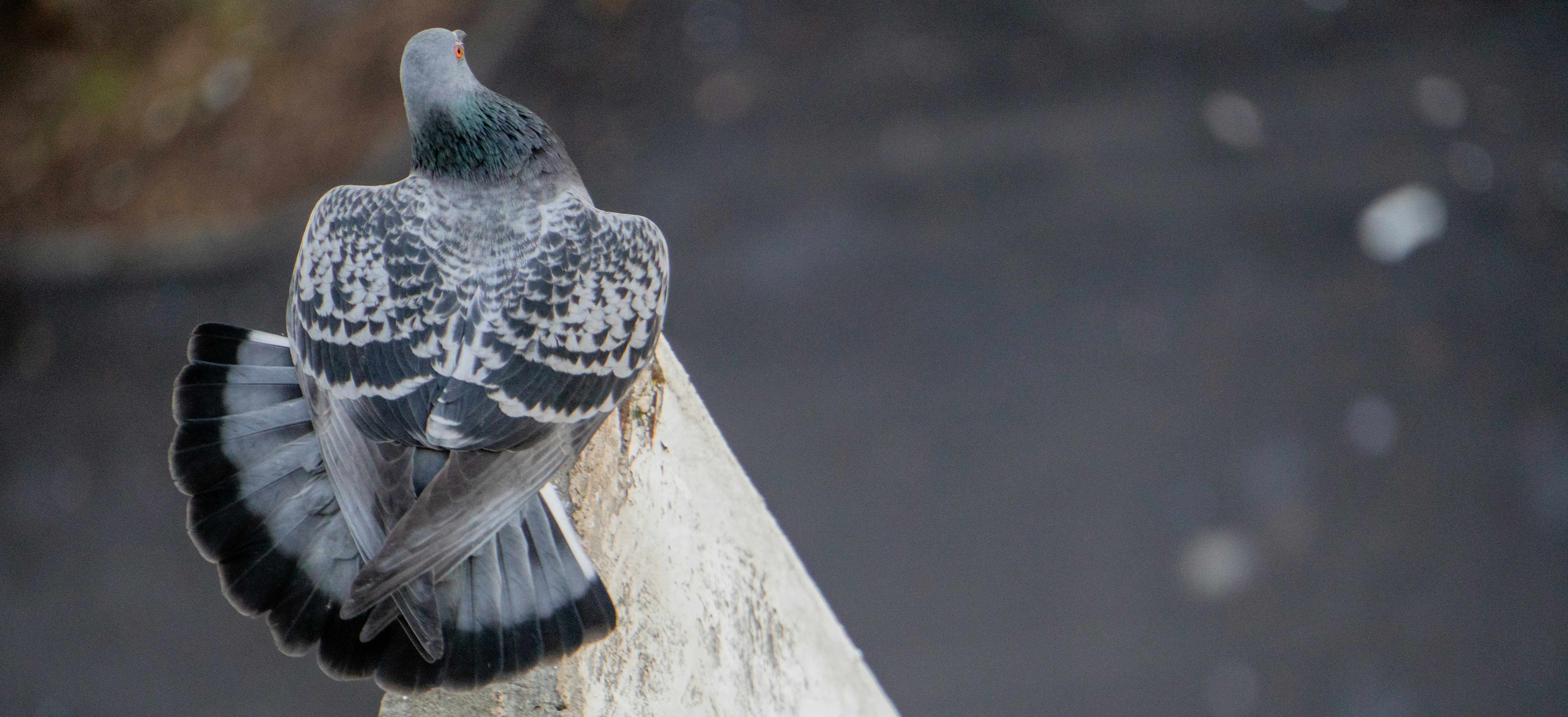 Tail-Fanned Focus: A Pigeon Perched at the Edge of Silence