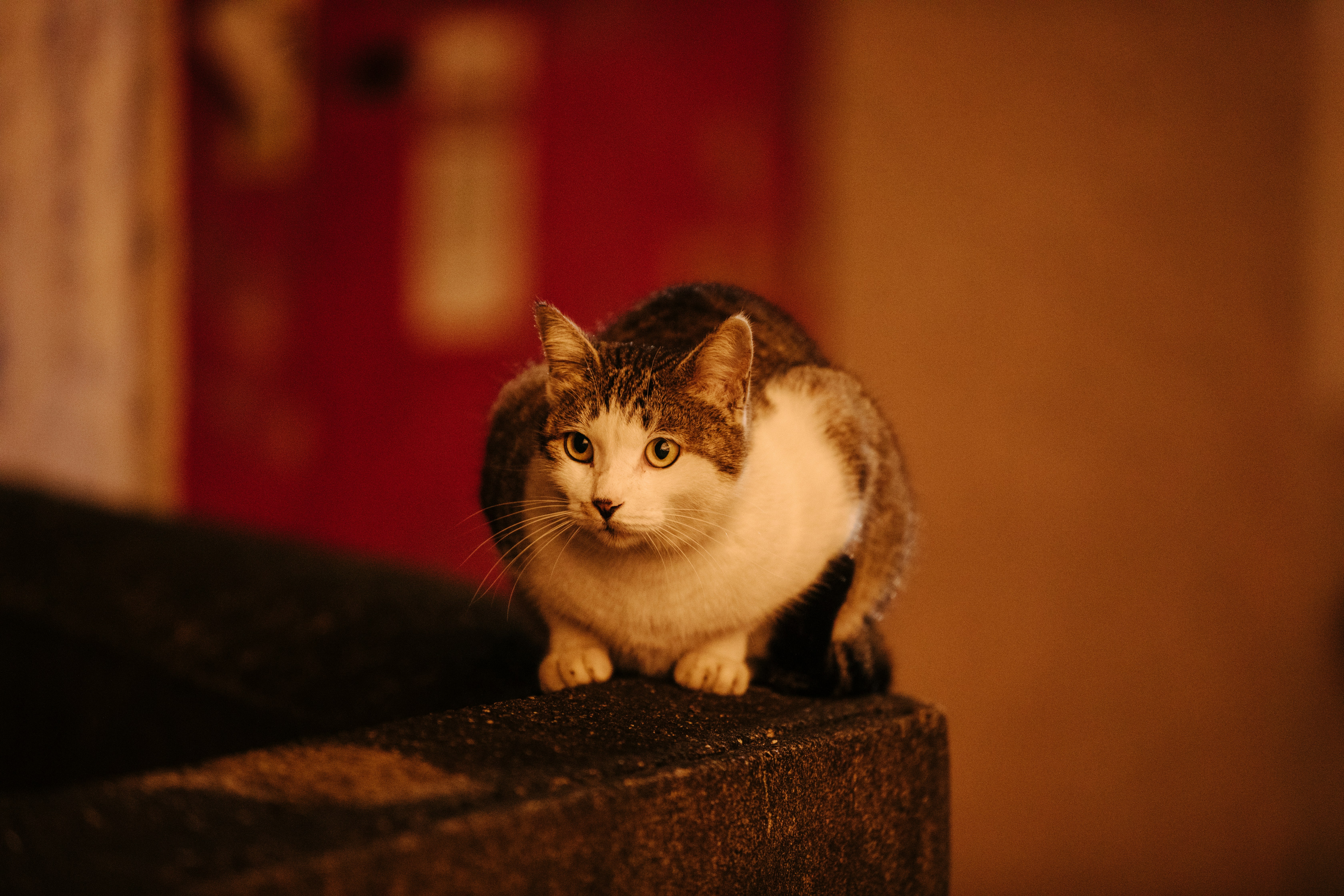 Amber-Glow Sentinel: A Cat Perched on a Warm-Lit Ledge
