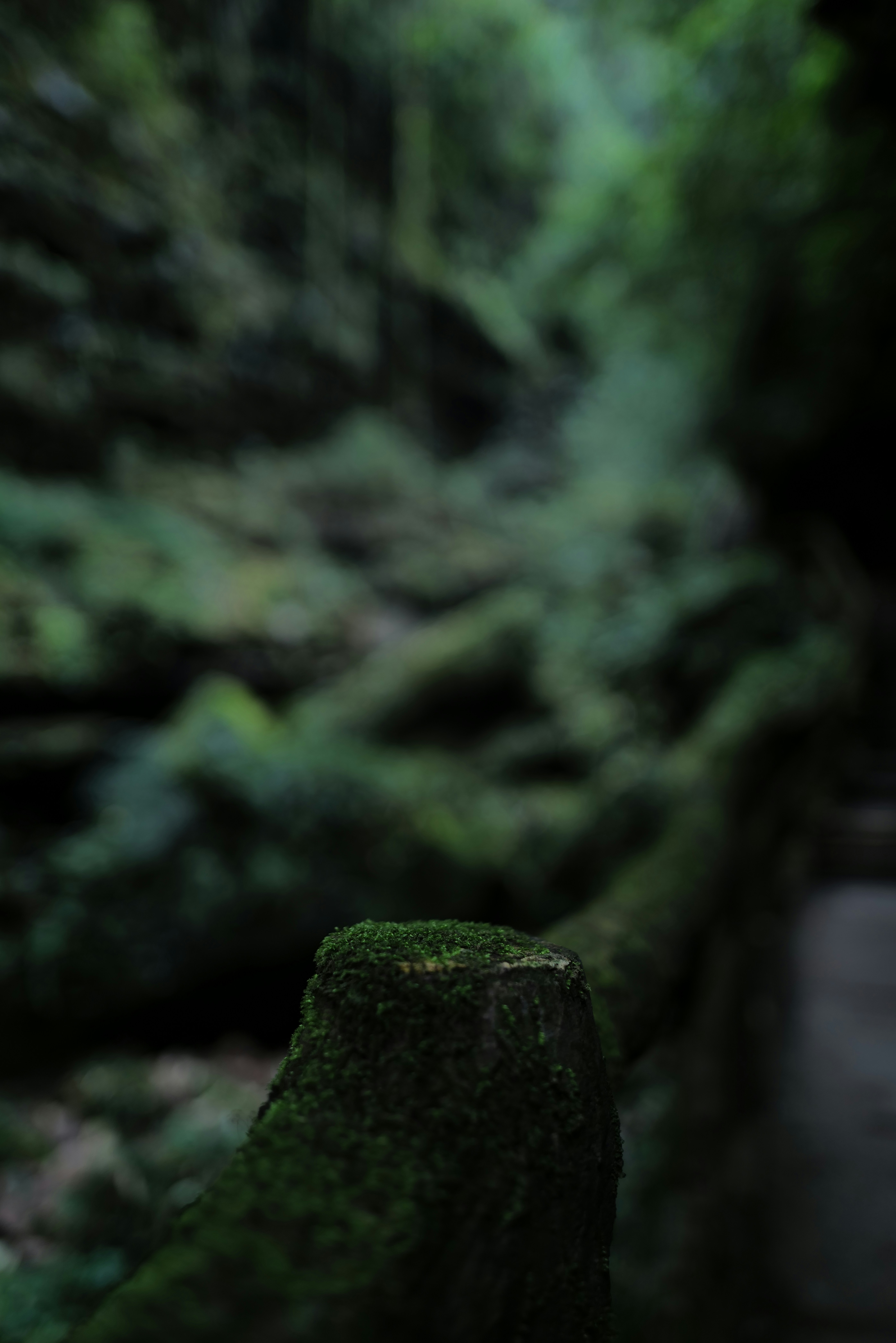 A mossy path in a forest with a bench photo – Free Forest Image on Unsplash