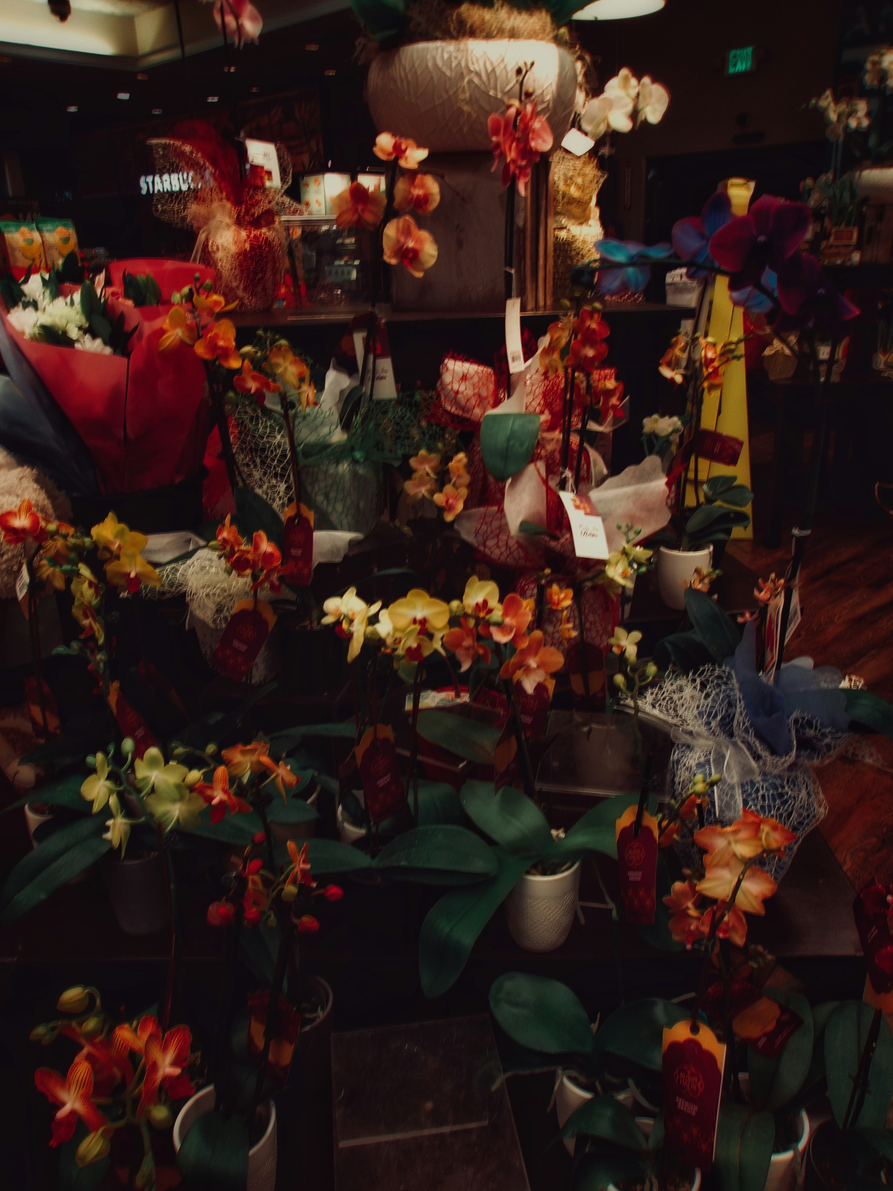 Orchid Garden in a Retail Boutique