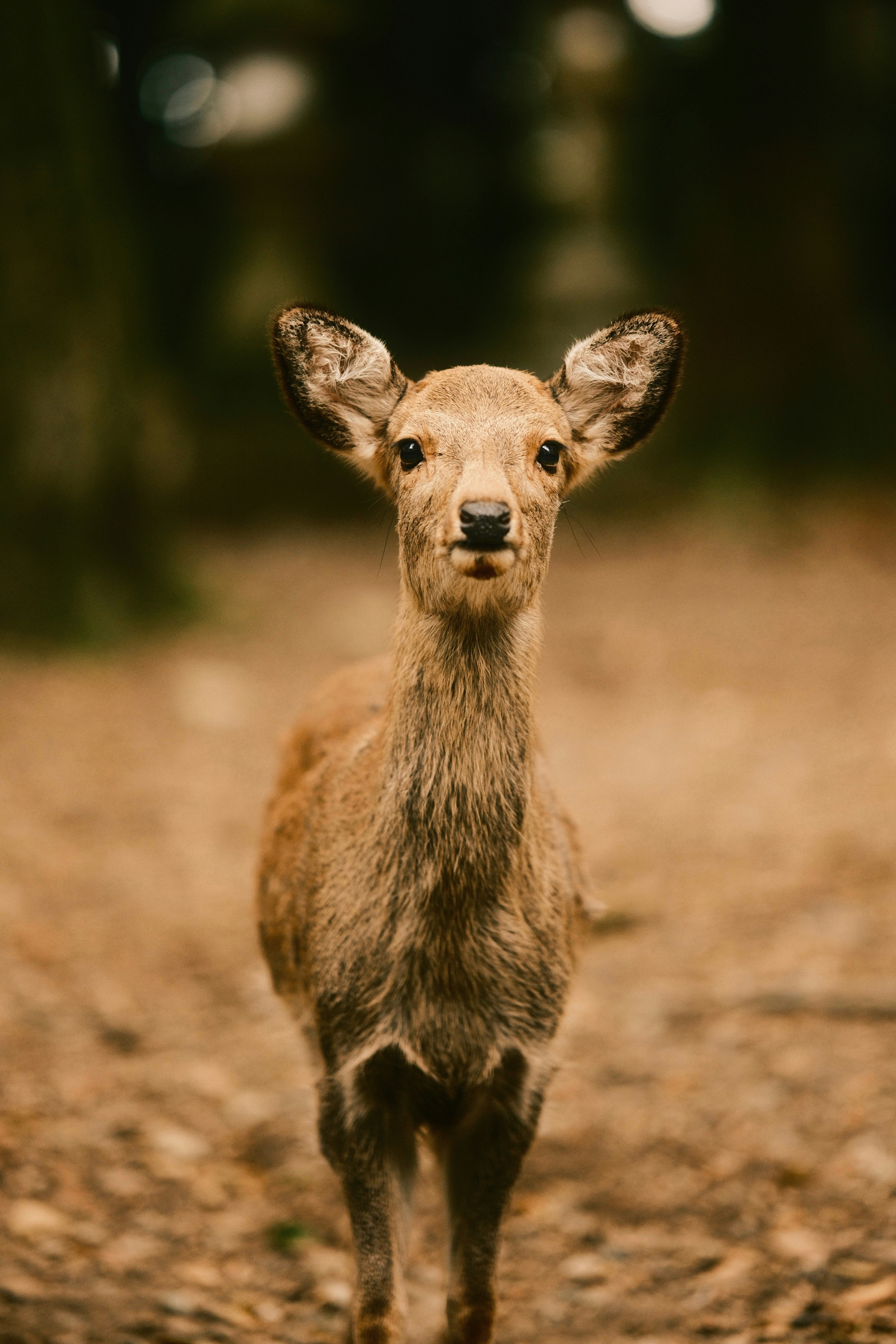 A small deer standing on top of a dirt field photo – Free Japan Image ...