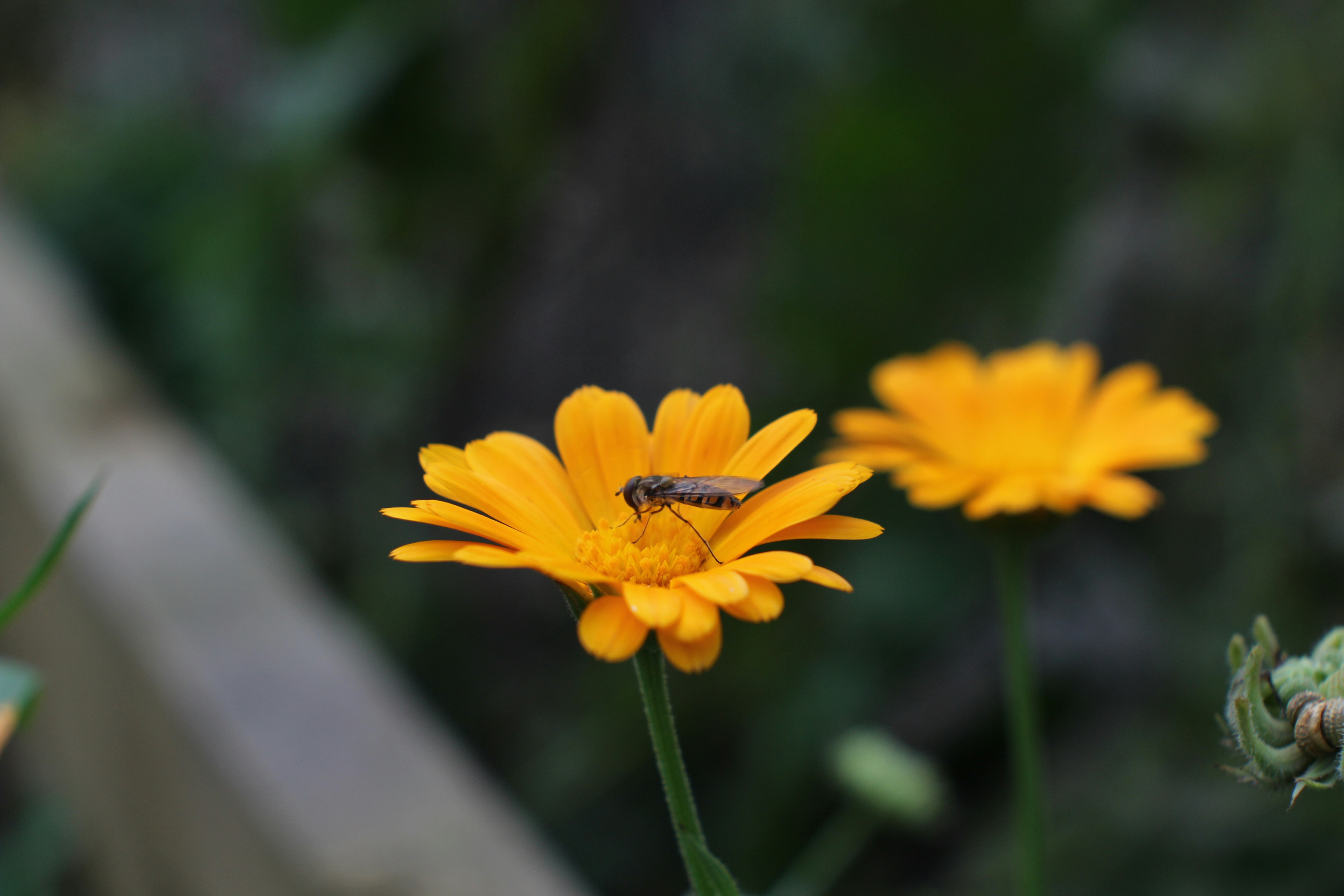 Hoverfly at the Heart of a Golden Calendula