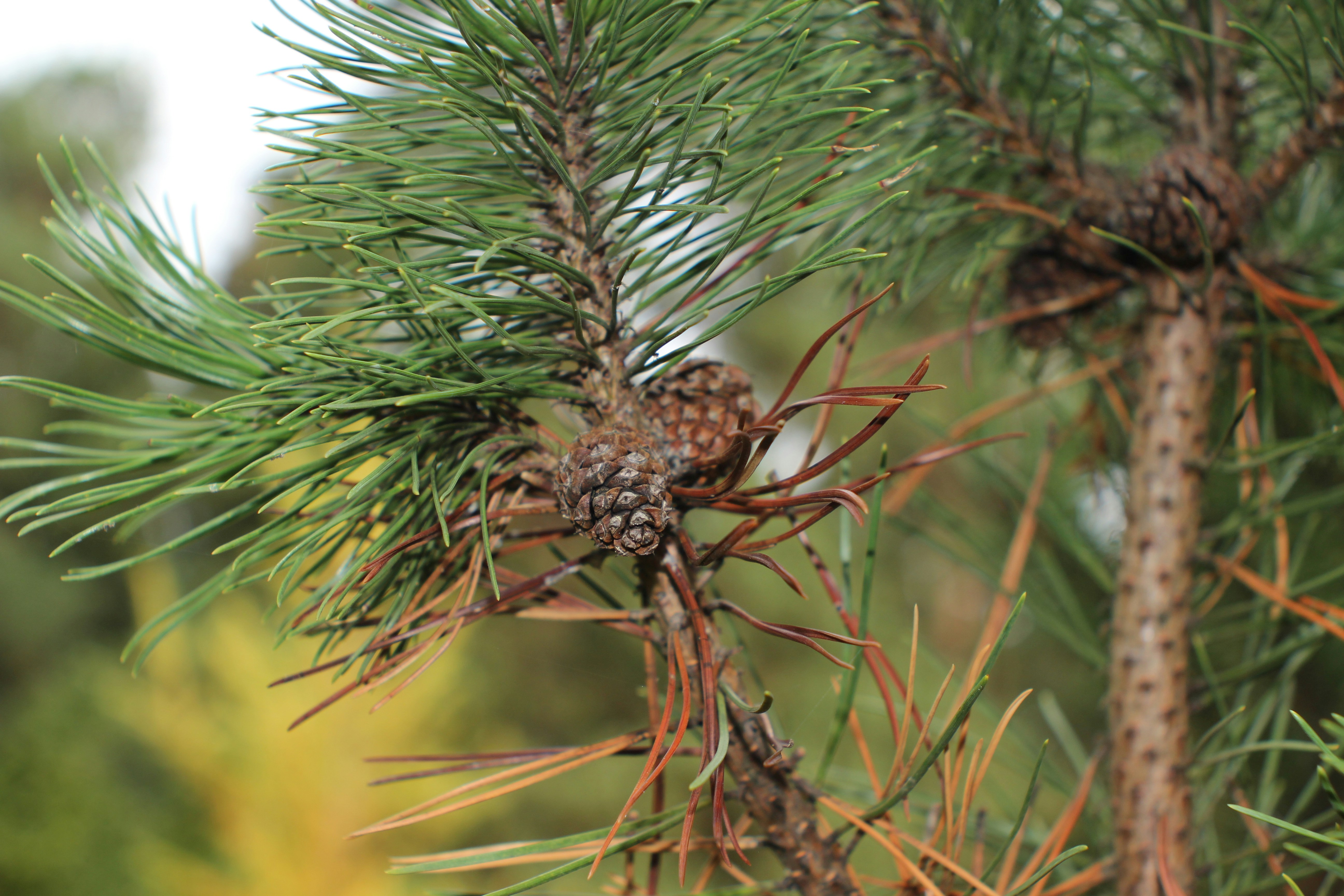Macro Moment: Pine Cone Framed by Needle-Rays