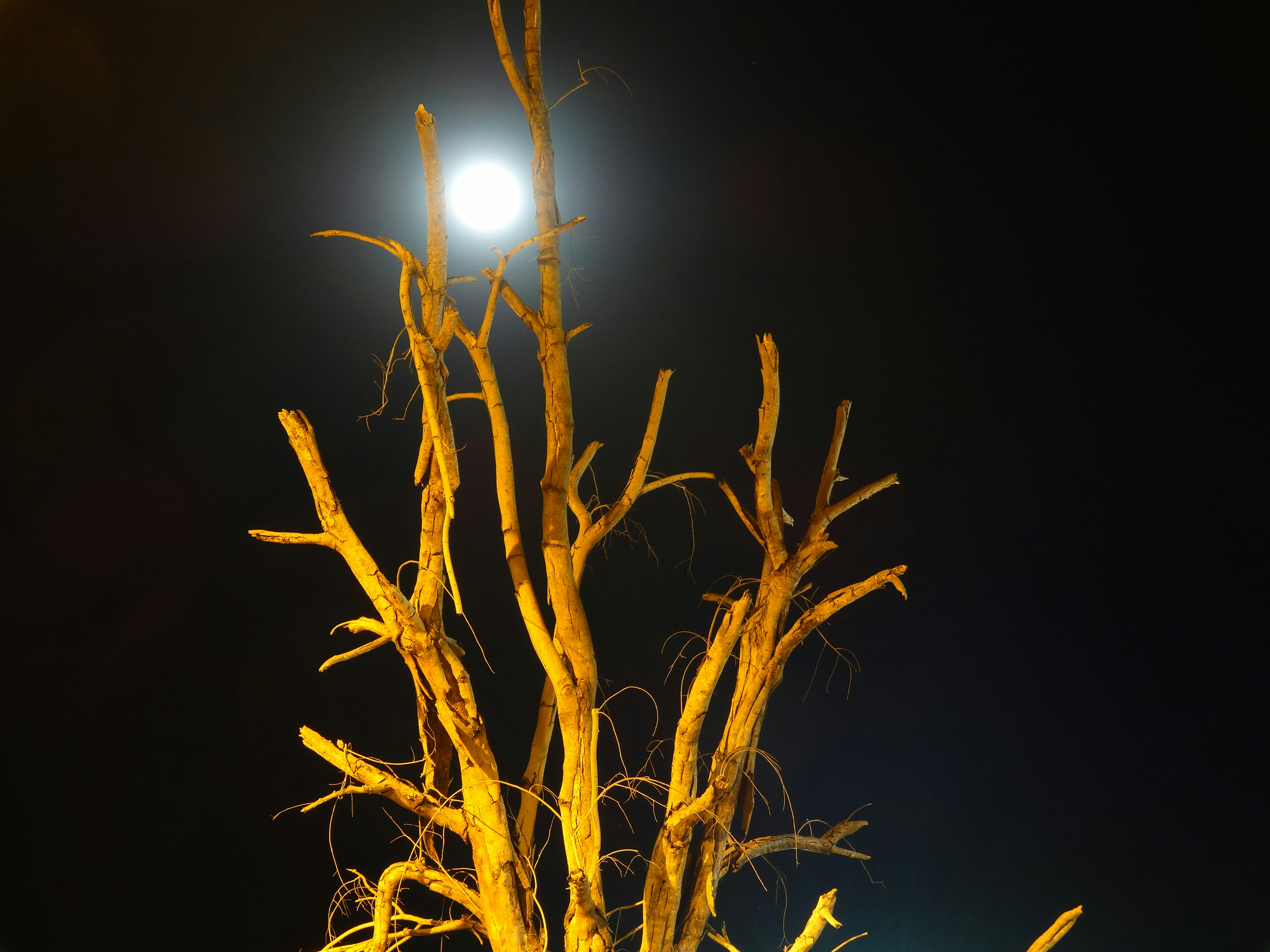 Bare tree branches silhouetted against a bright moonlit night sky.